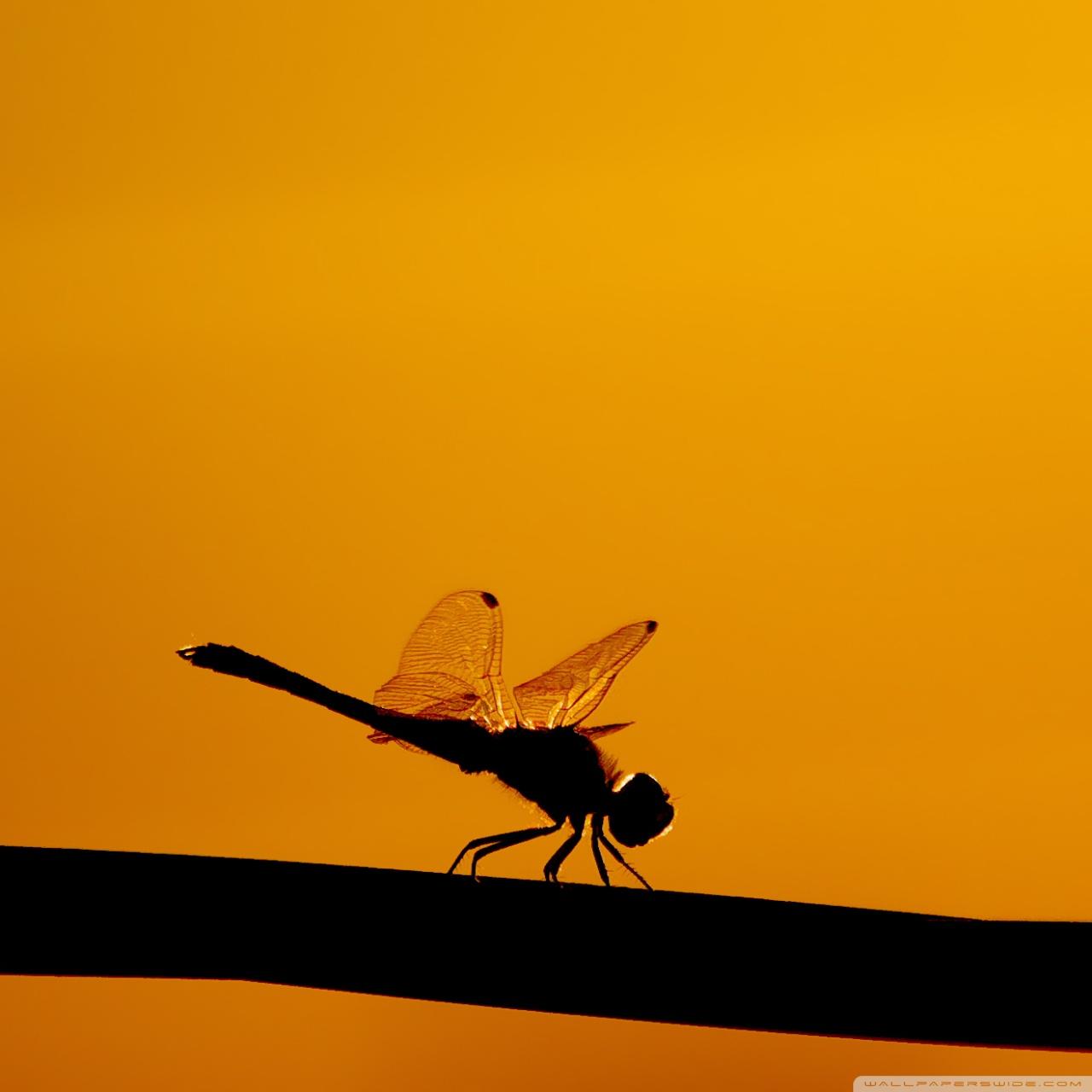 Dragonfly Phone Wallpapers - Top Free Dragonfly Phone Backgrounds ...