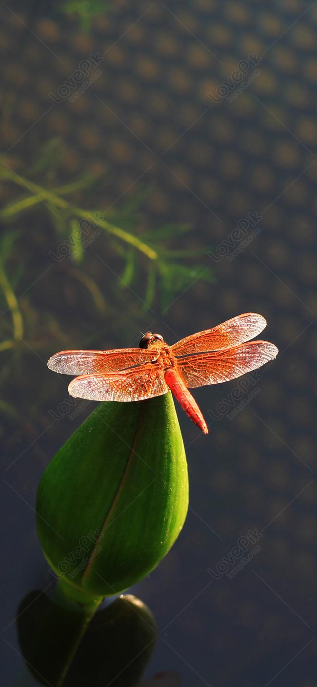 Dragonfly Phone Wallpapers - Top Free Dragonfly Phone Backgrounds ...