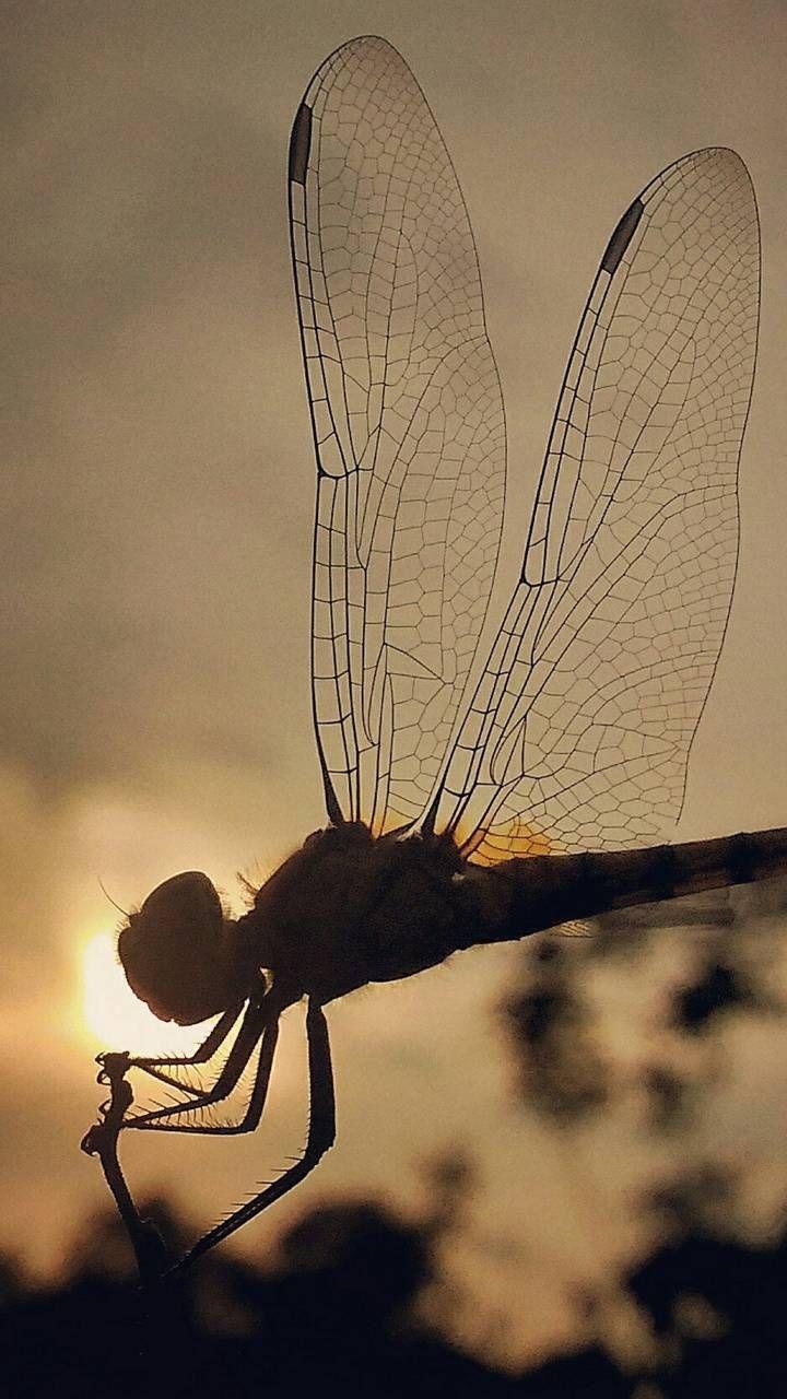 Dragonfly Phone Wallpapers - Top Free Dragonfly Phone Backgrounds ...