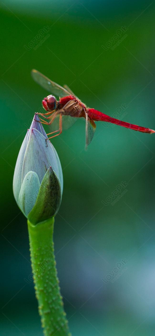 Dragonfly Phone Wallpapers - Top Free Dragonfly Phone Backgrounds ...