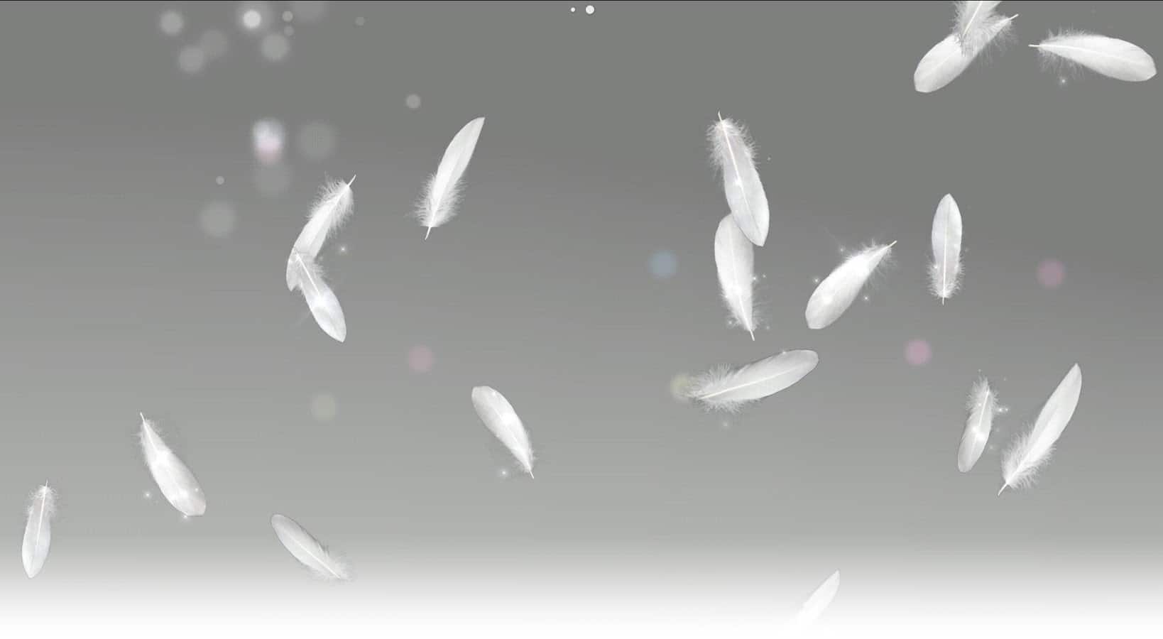 White Feather Wallpapers - Top Free White Feather Backgrounds - WallpaperAccess