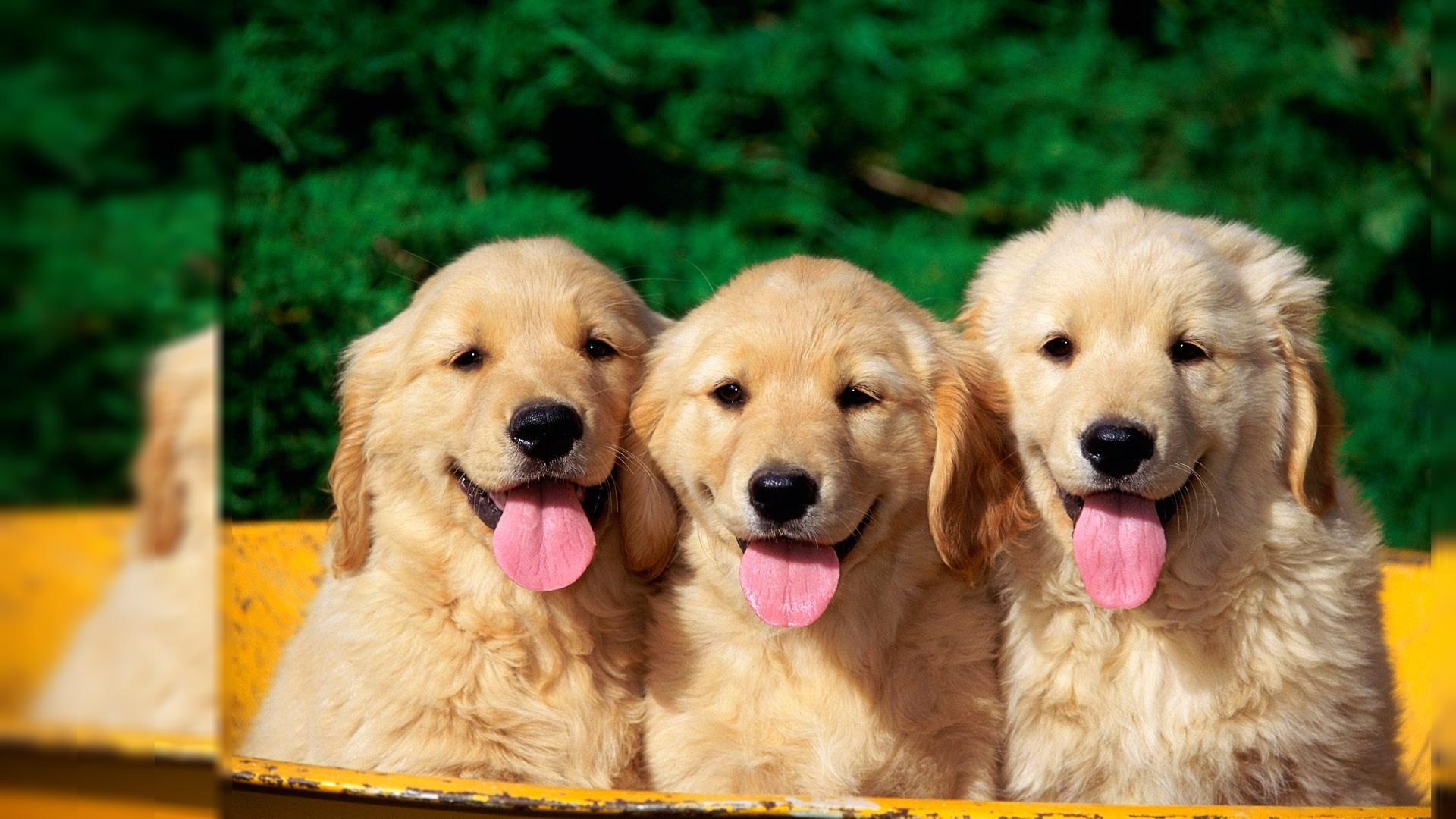 Dog Computer Wallpapers - Top Free Dog Computer Backgrounds ...
