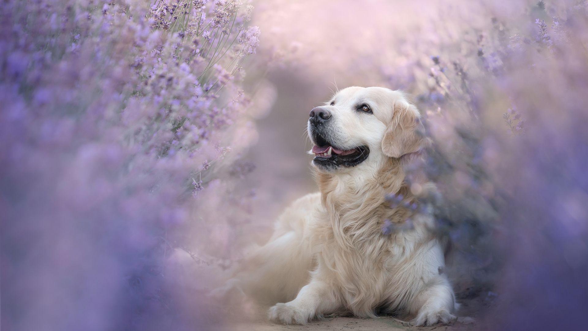 Dog 1920X1080 Wallpapers - Top Free Dog 1920X1080 Backgrounds ...