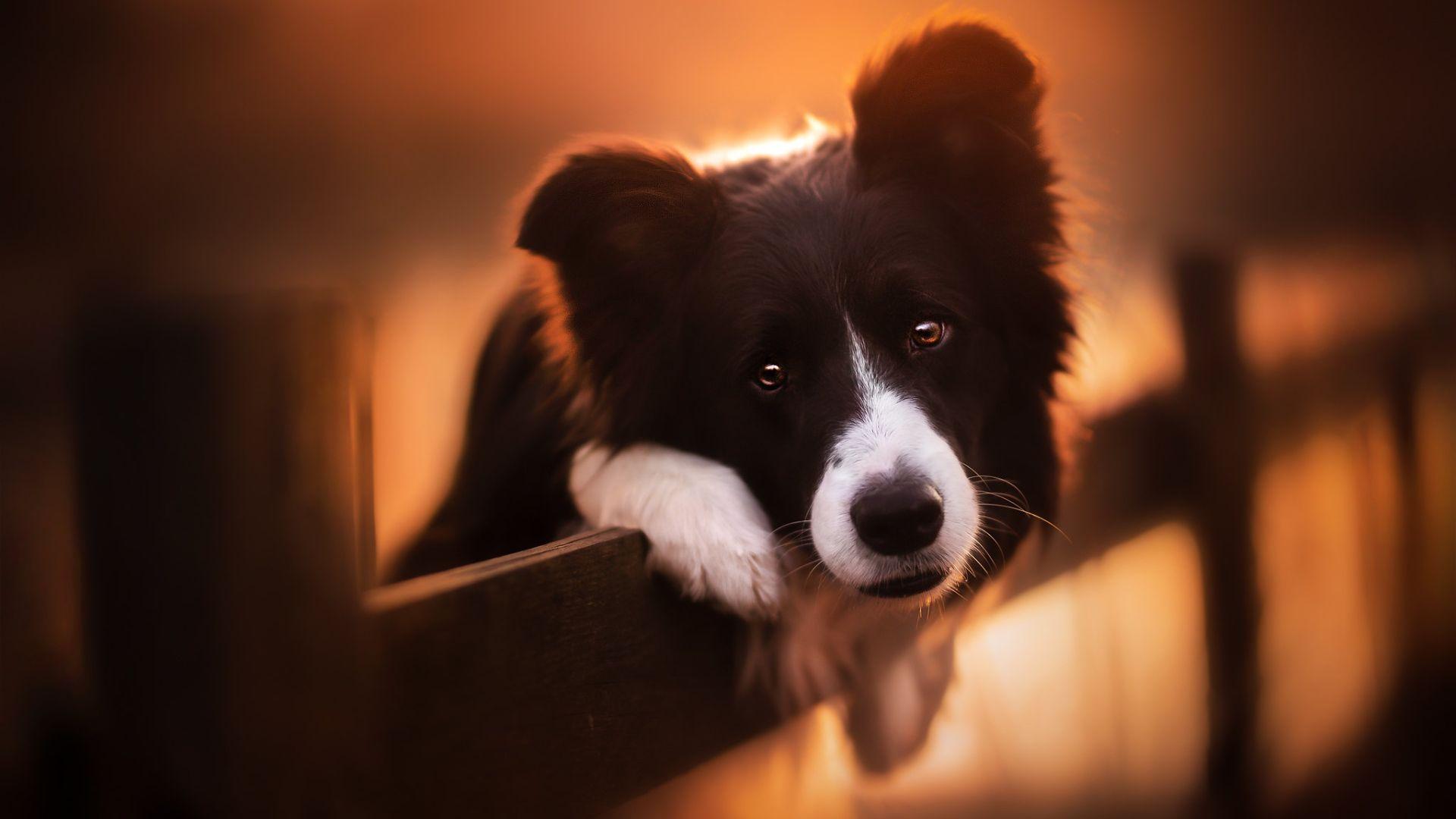 Dog Computer Wallpapers - Top Free Dog Computer Backgrounds ...