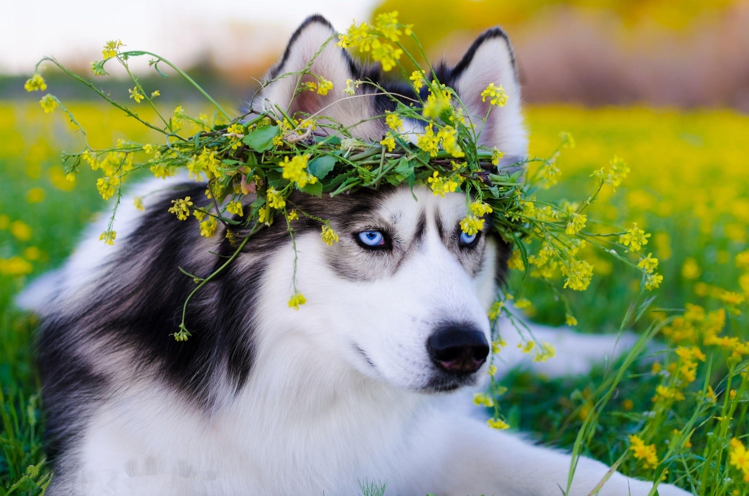 Spring Puppy Desktop Wallpapers - Top Free Spring Puppy Desktop ...