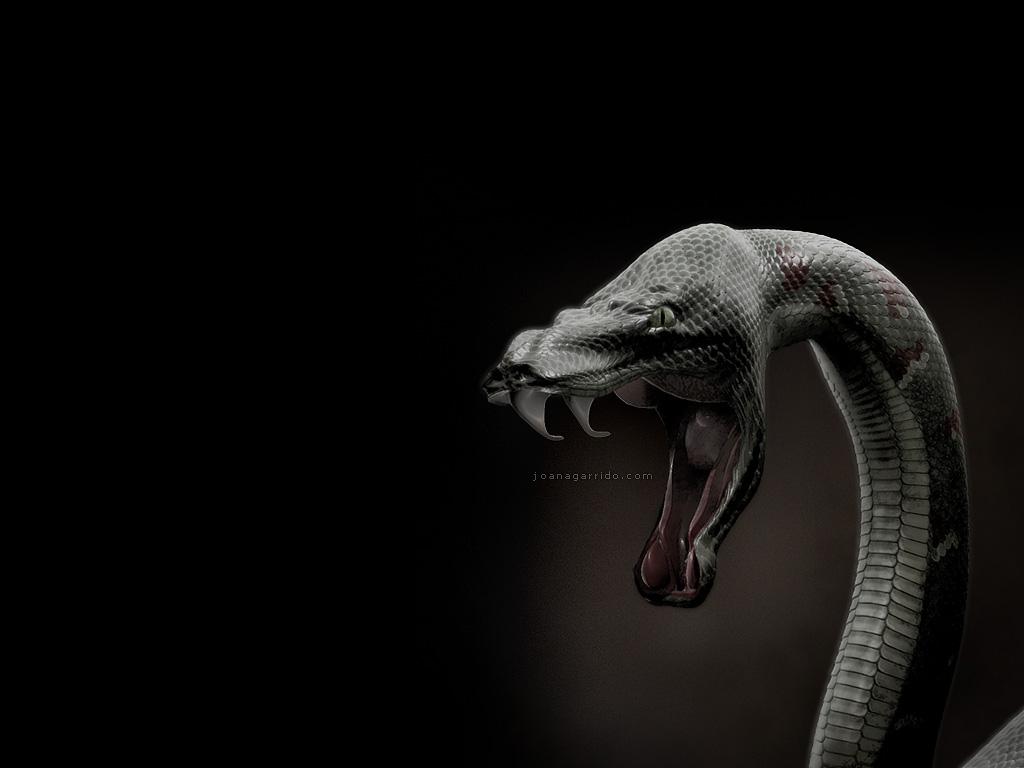 Snake Art Wallpapers - Top Free Snake Art Backgrounds - WallpaperAccess