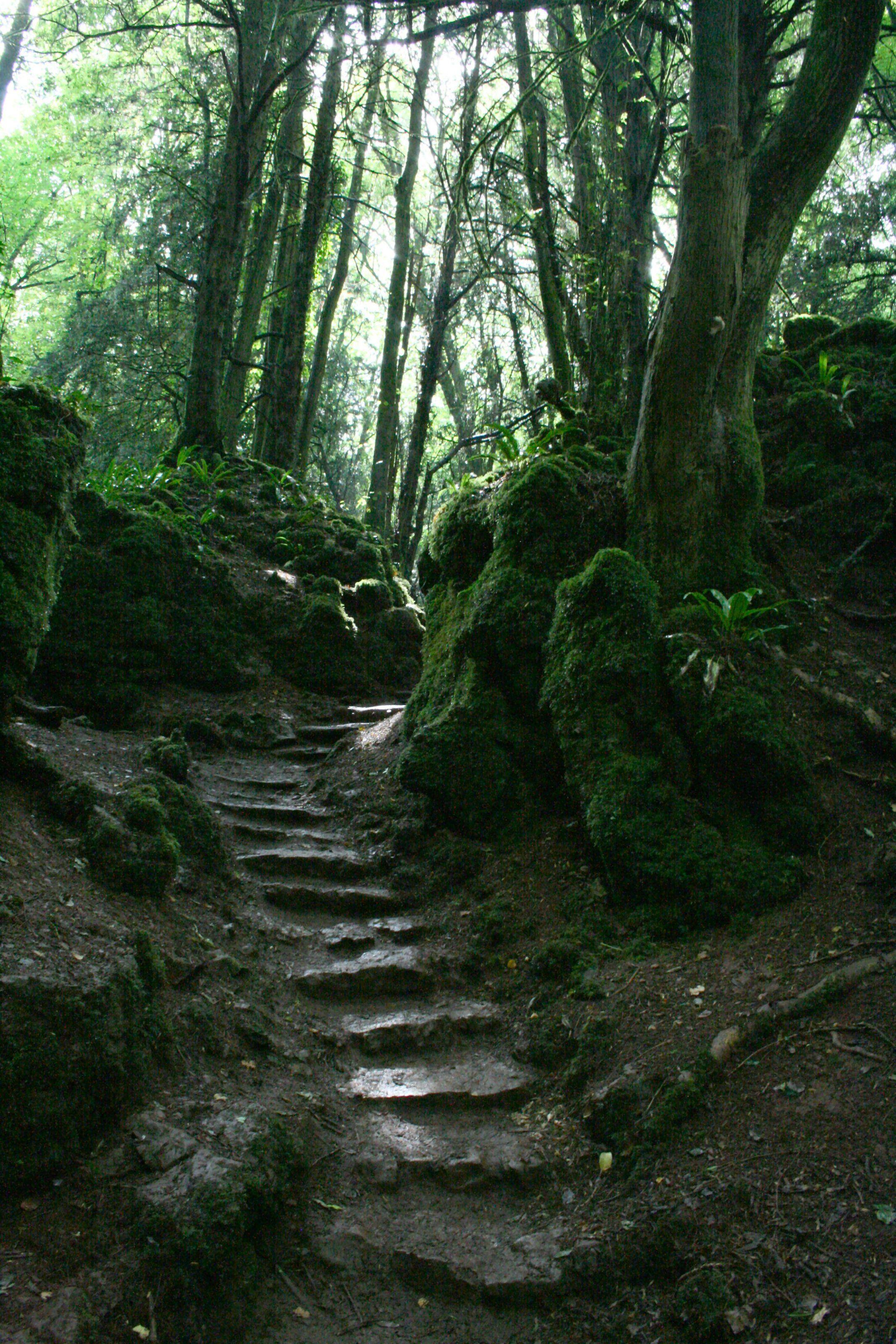 Lothlorien Wallpapers - Top Free Lothlorien Backgrounds - WallpaperAccess