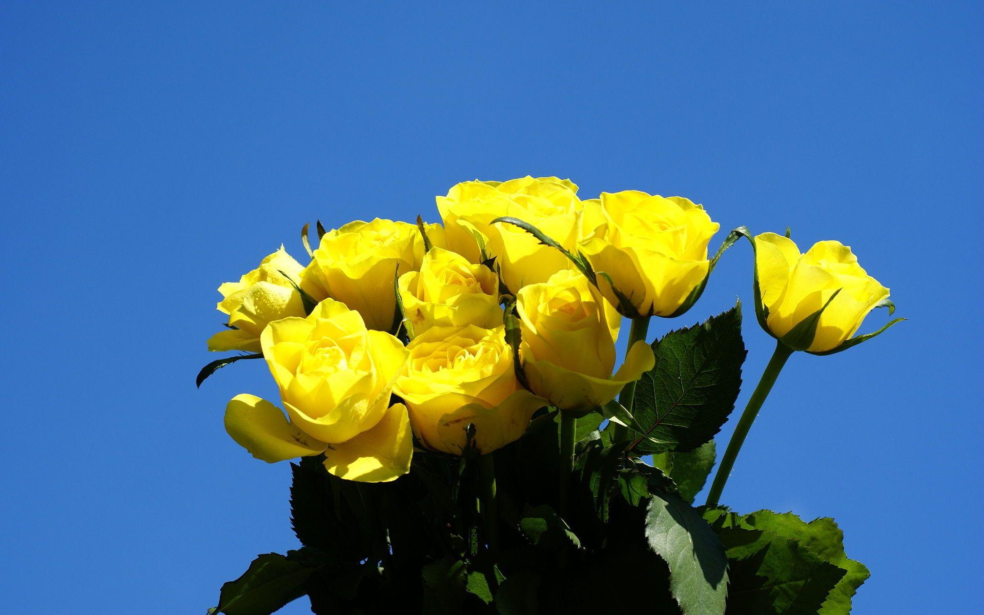 Yellow Flower Desktop Wallpapers - Top Free Yellow Flower Desktop ...