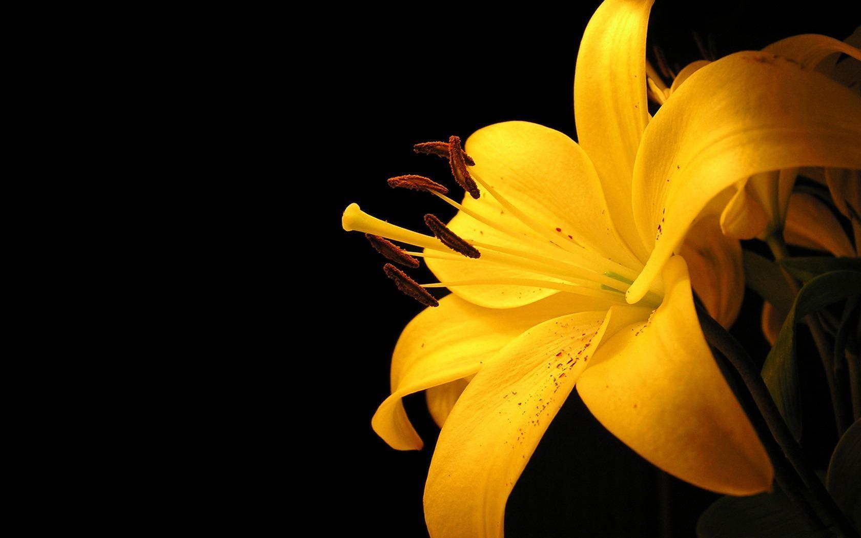 Yellow Flower Desktop Wallpapers - Top Free Yellow Flower Desktop ...