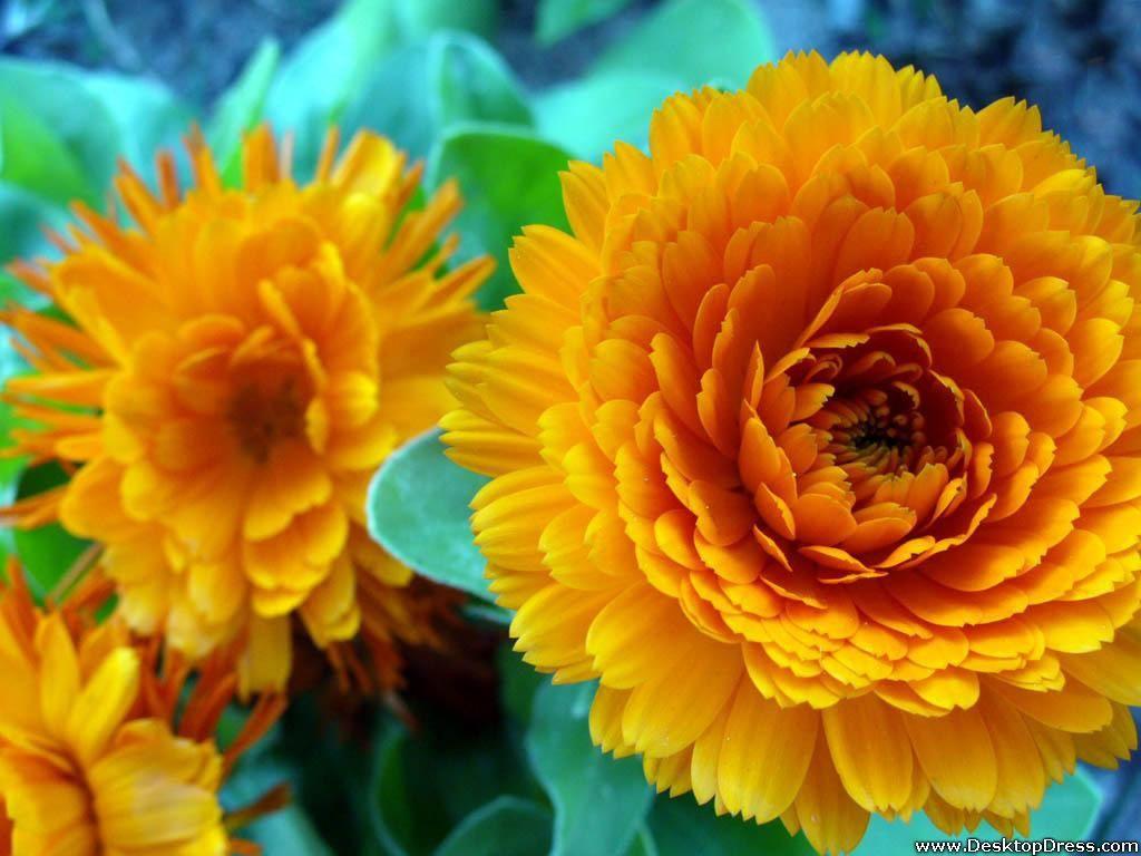 Yellow Flower Desktop Wallpapers - Top Free Yellow Flower Desktop ...