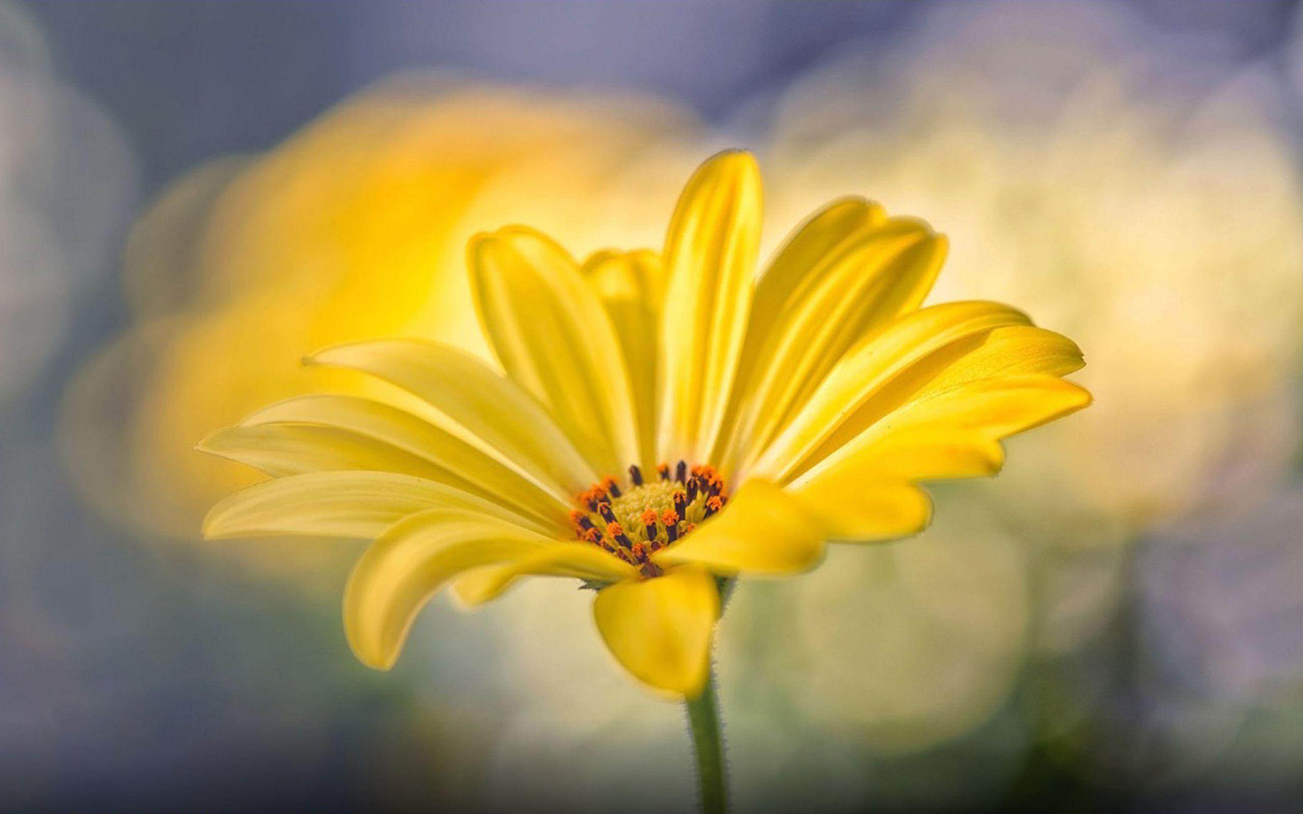 Yellow Flower Desktop Wallpapers - Top Free Yellow Flower Desktop ...