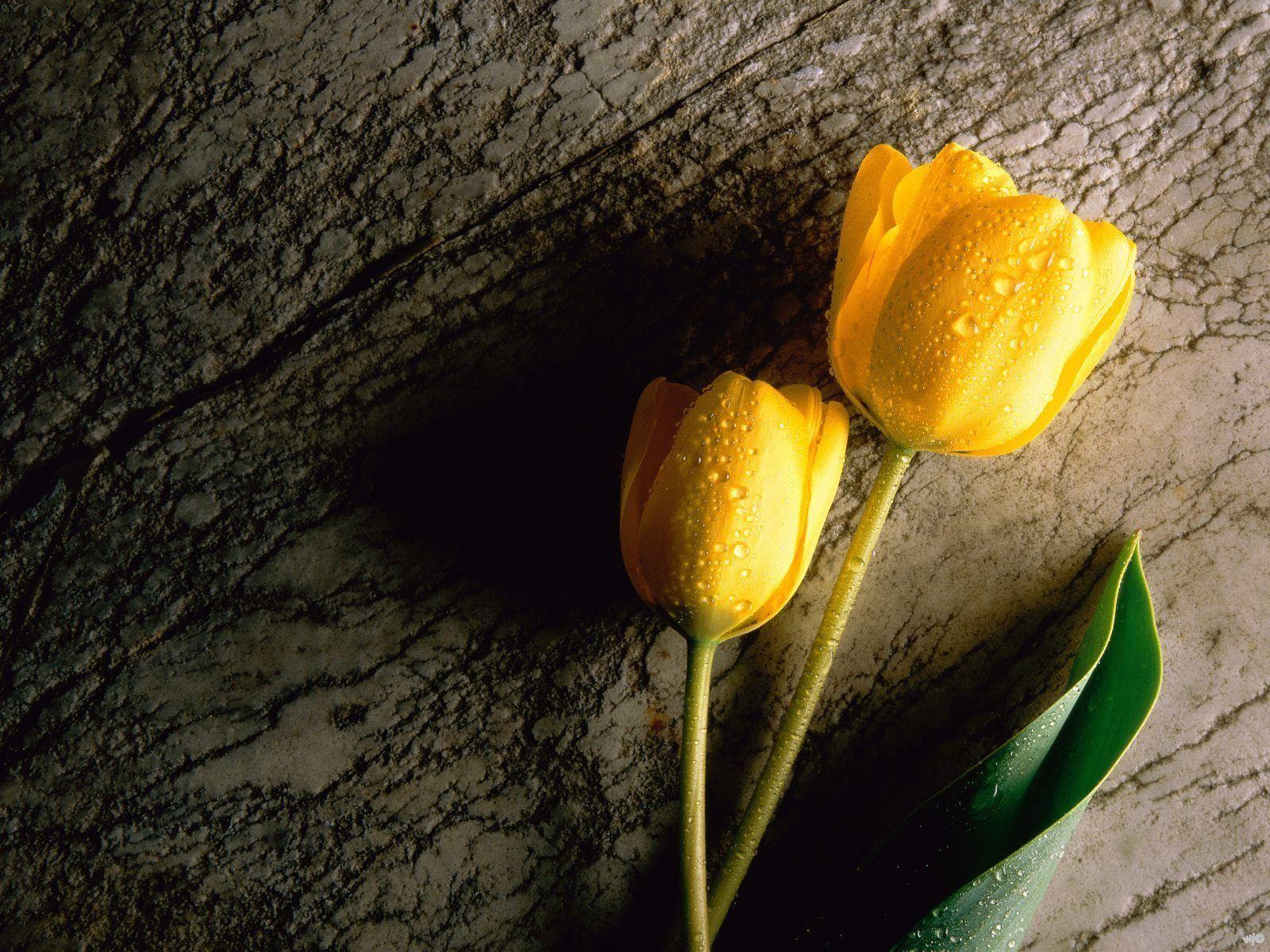 Yellow Flower Desktop Wallpapers - Top Free Yellow Flower Desktop ...