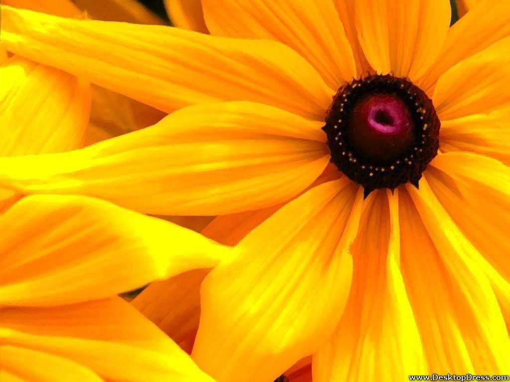Yellow Flower Desktop Wallpapers - Top Free Yellow Flower Desktop ...