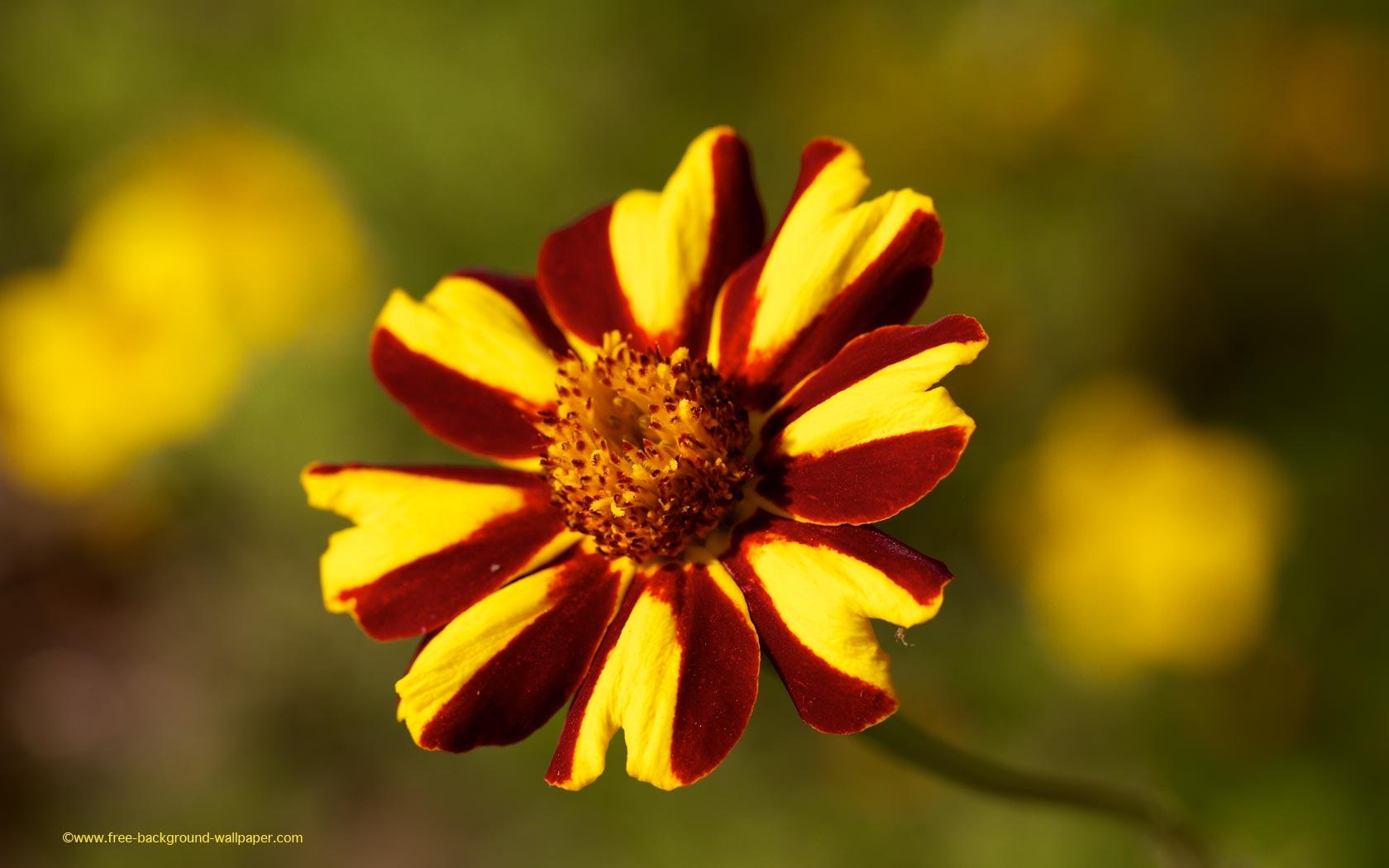 Yellow Flower Desktop Wallpapers - Top Free Yellow Flower Desktop ...