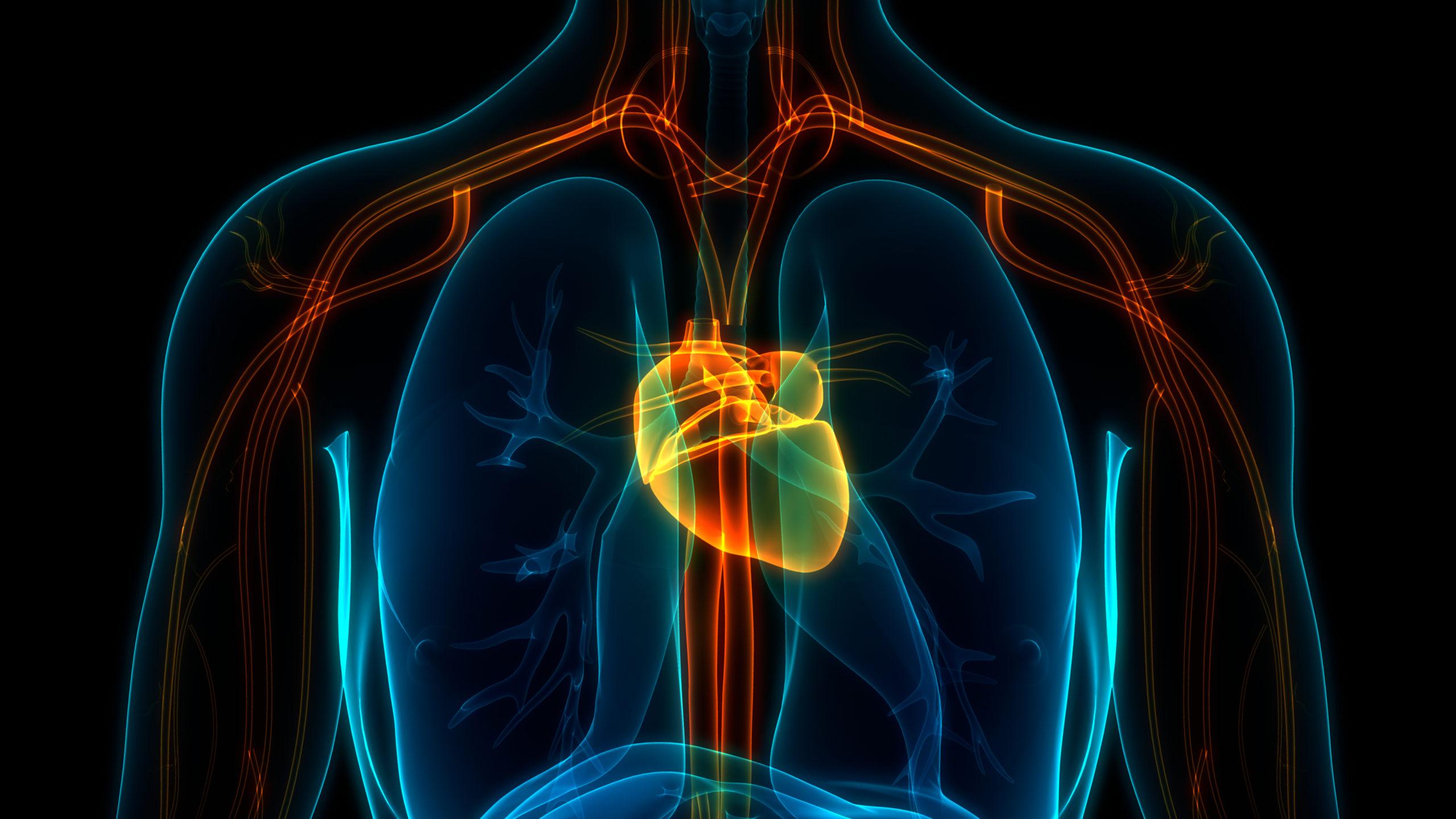 Cardiovascular System Wallpapers - Top Free Cardiovascular System ...