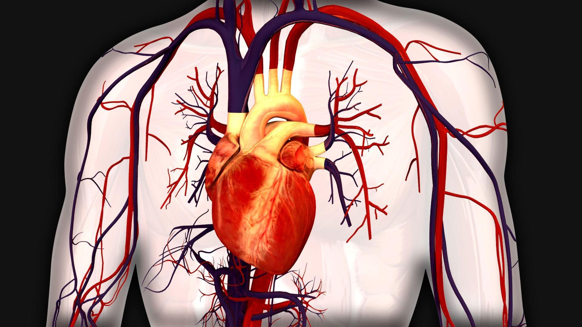 Cardiovascular System Wallpapers - Top Free Cardiovascular System ...
