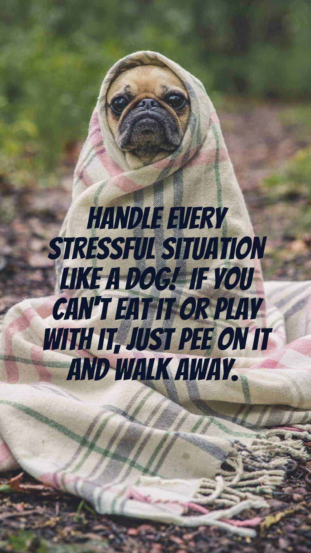 Cute Animal Phone Wallpapers - Top Free Cute Animal Phone Backgrounds ...