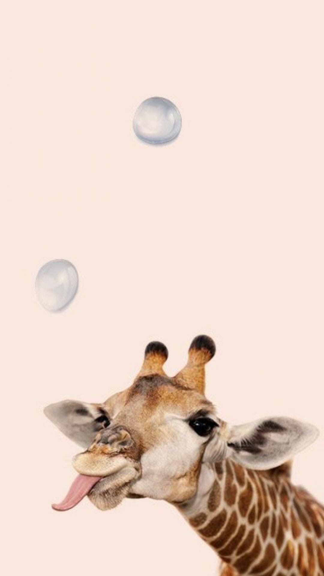 Cute Animal Phone Wallpapers - Top Free Cute Animal Phone Backgrounds ...