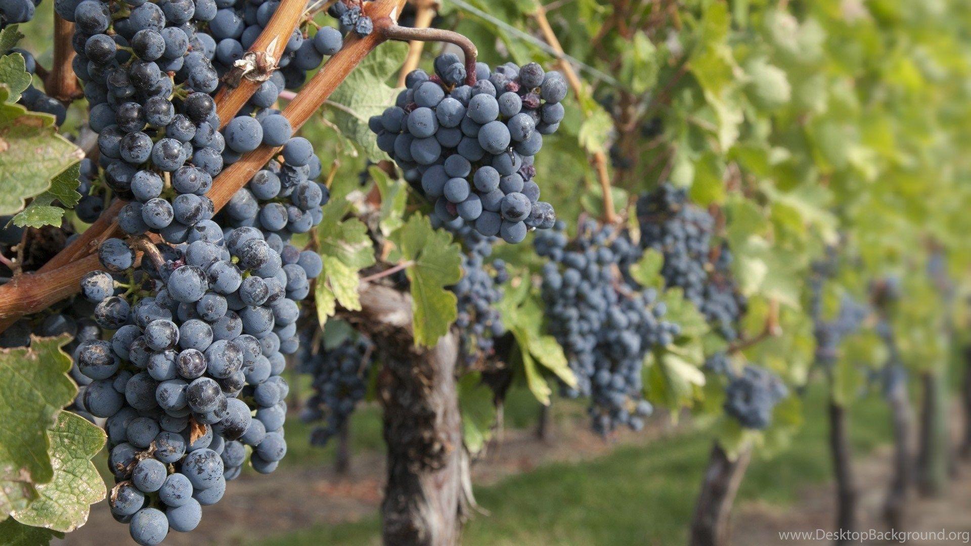 Vines Desktop Wallpapers - Top Free Vines Desktop Backgrounds ...