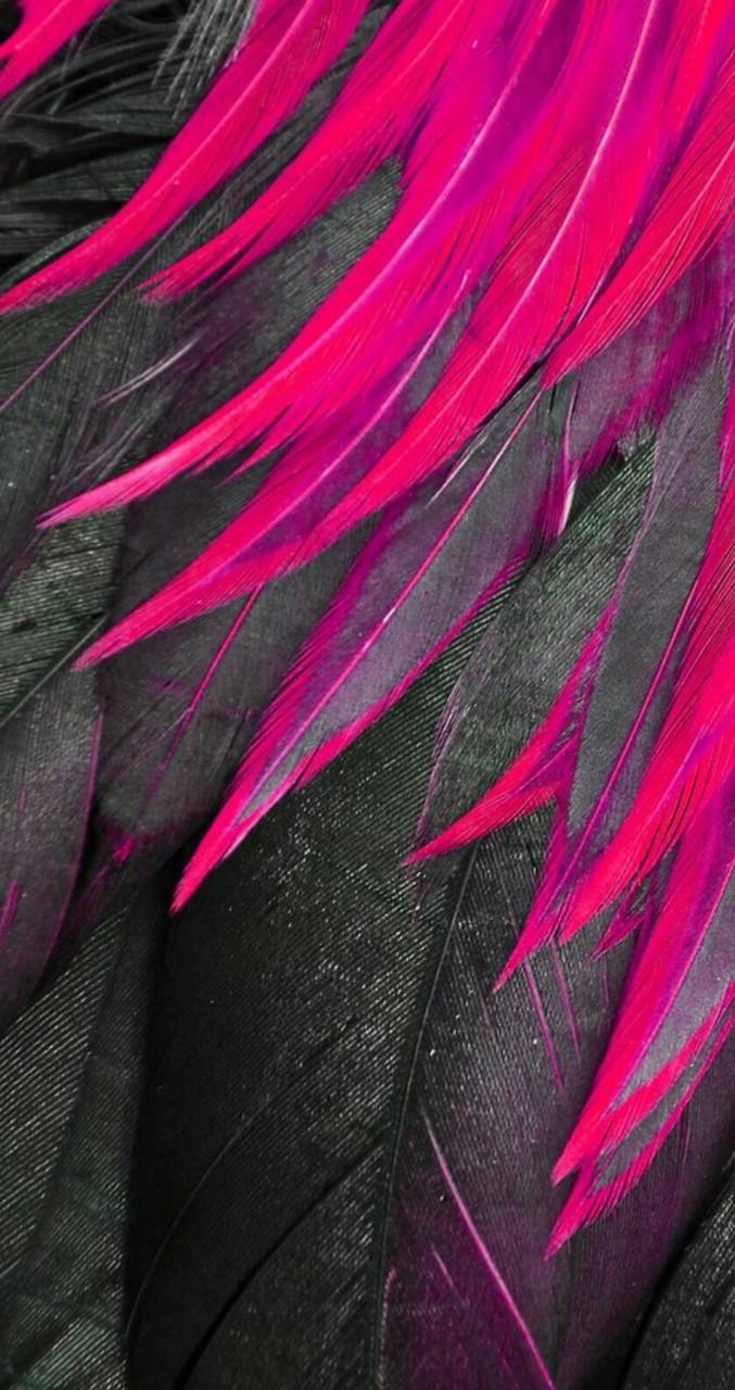 Pink Feather Wallpapers - Top Free Pink Feather Backgrounds ...
