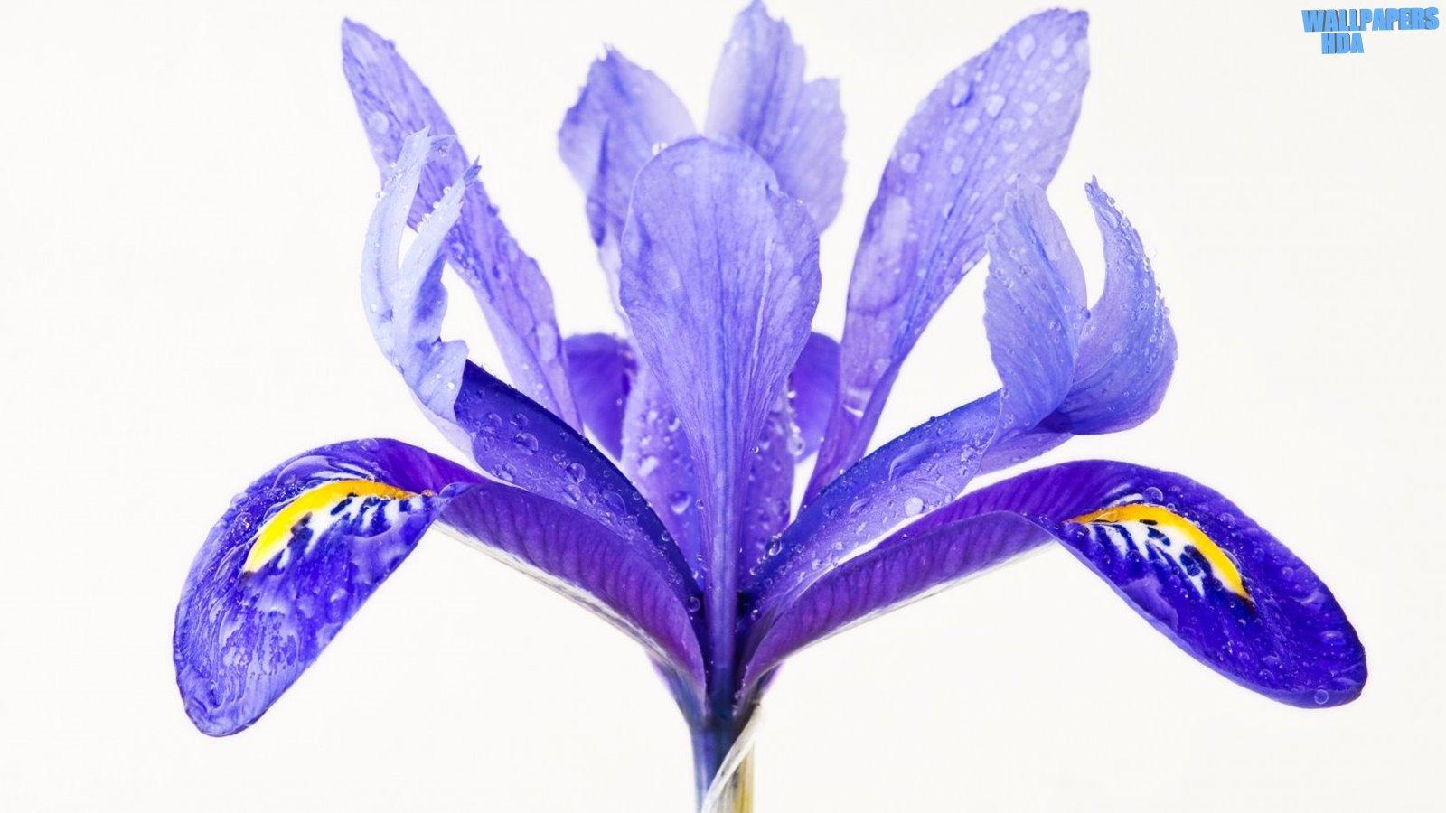 Blue Iris Wallpapers - Top Free Blue Iris Backgrounds - WallpaperAccess