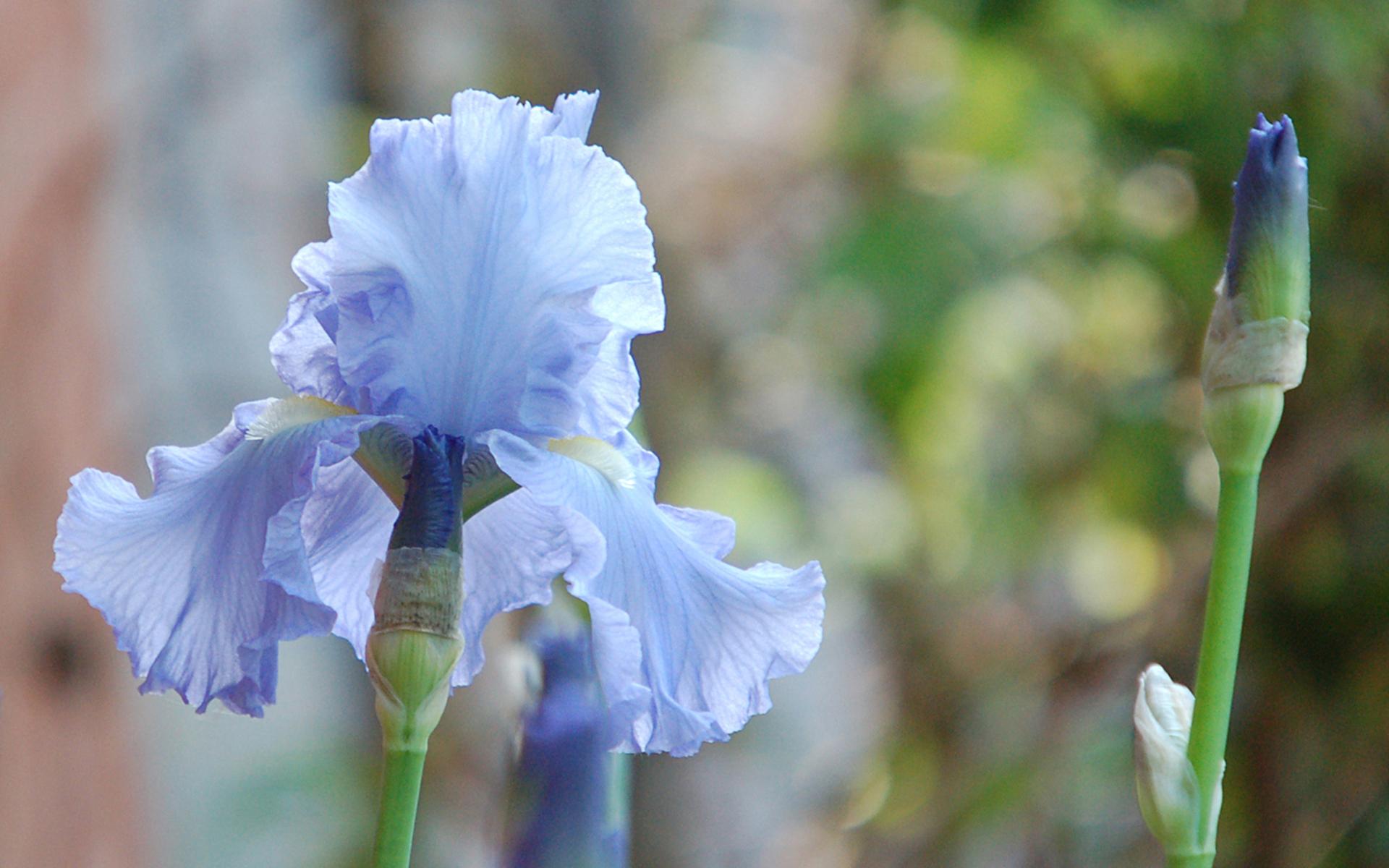 Blue Iris Wallpapers - Top Free Blue Iris Backgrounds - WallpaperAccess
