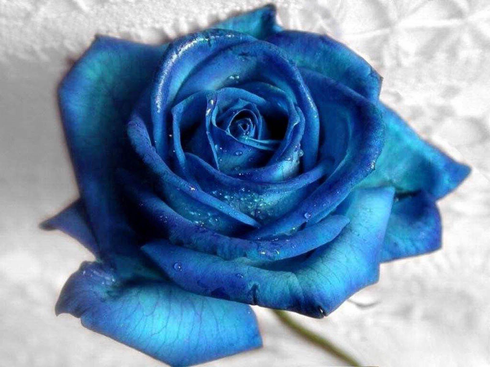 Light Blue Roses Wallpapers - Top Free Light Blue Roses Backgrounds ...
