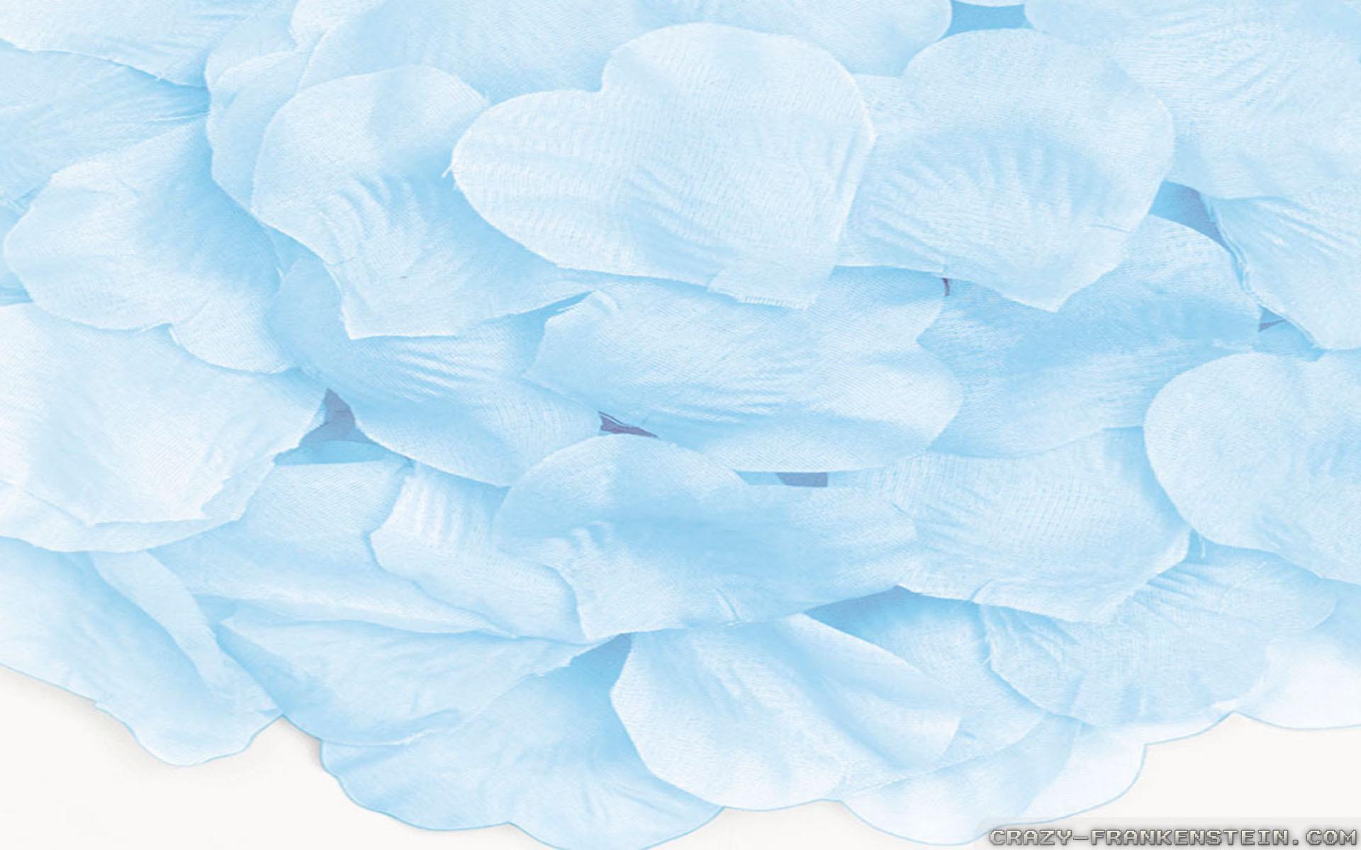 Light Blue Roses Wallpapers - Top Free Light Blue Roses Backgrounds ...