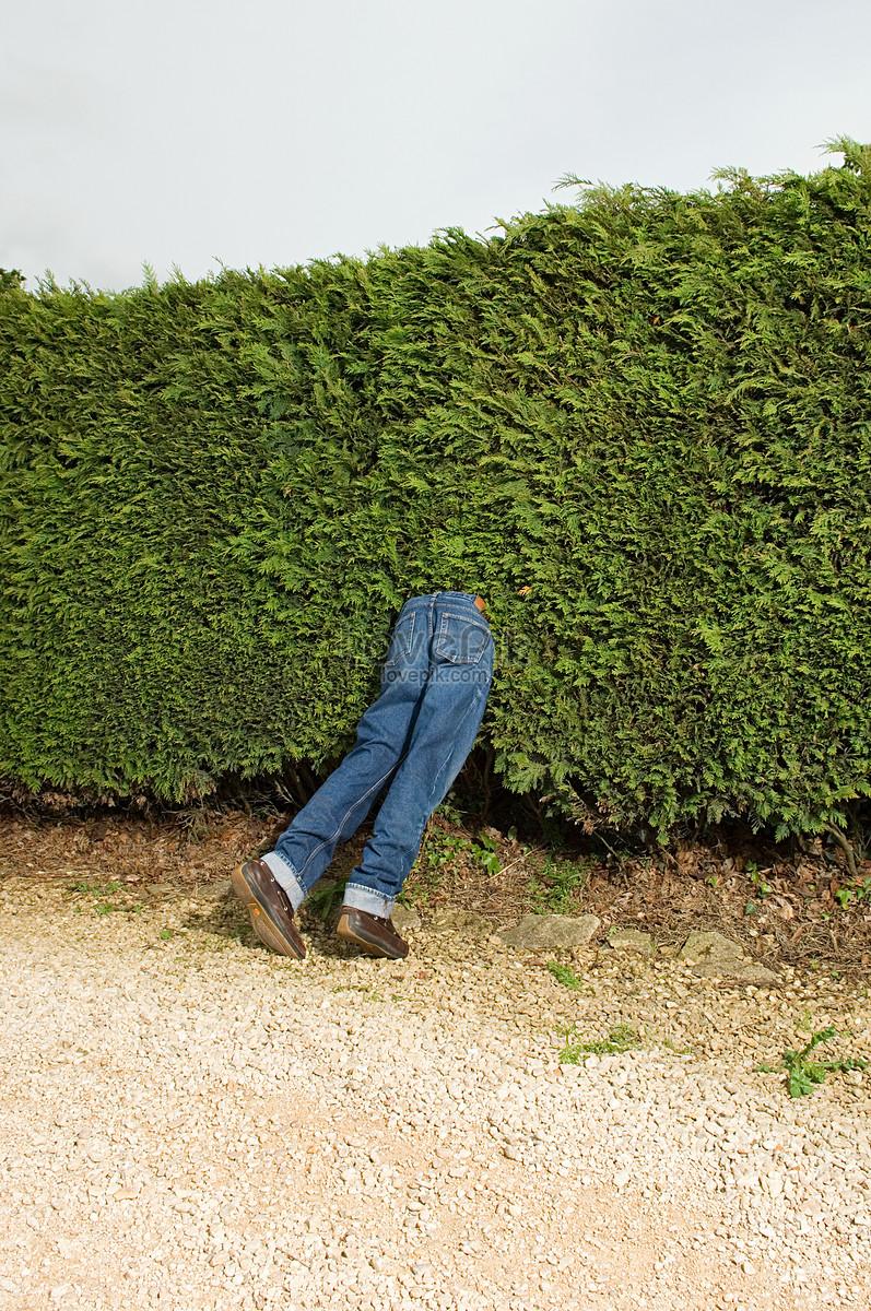 Over the Hedge Wallpapers - Top Free Over the Hedge Backgrounds ...