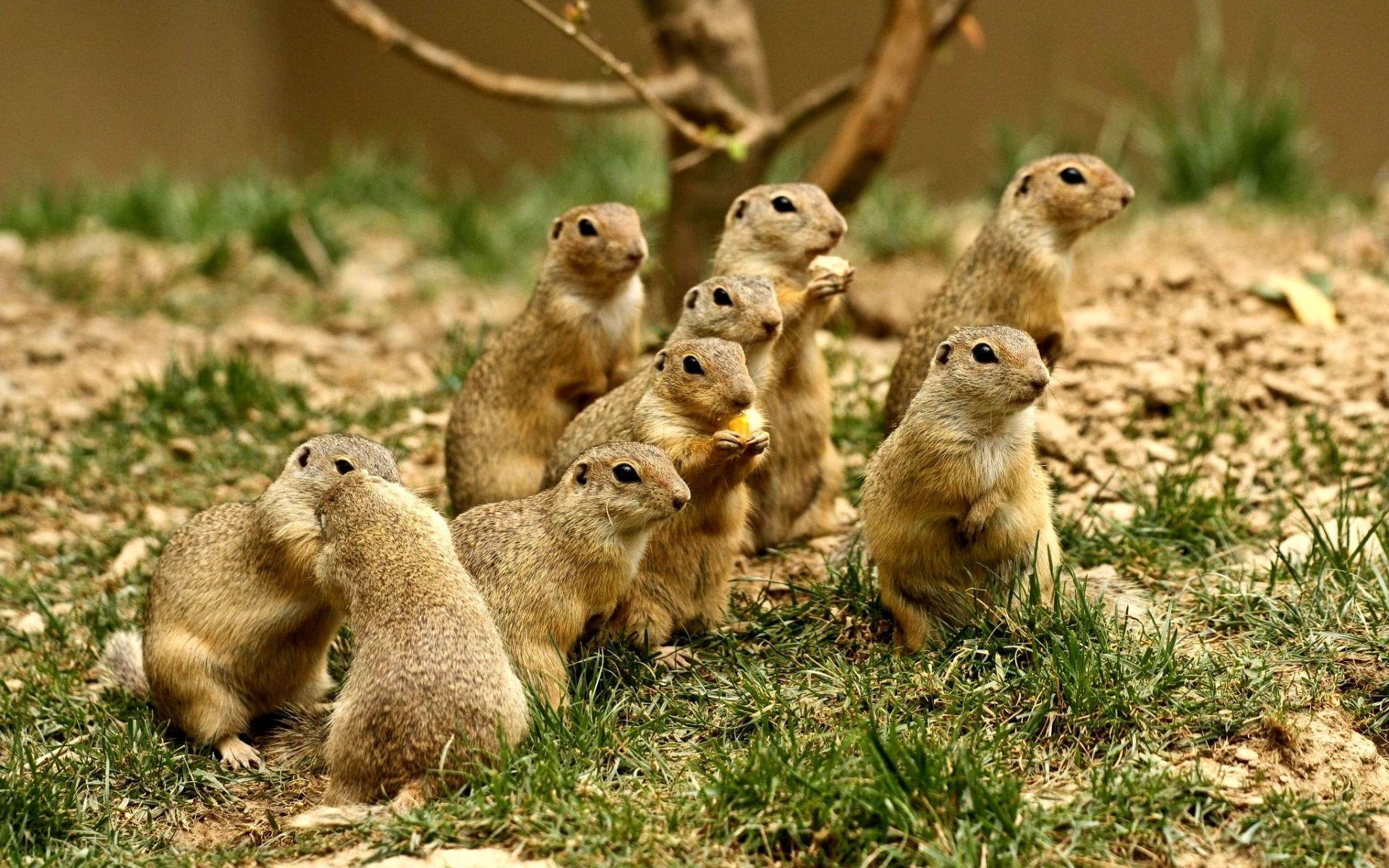 Prairie Dog Wallpapers - Top Free Prairie Dog Backgrounds - WallpaperAccess
