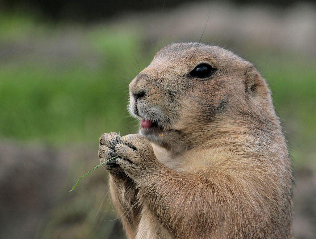 Prairie Dog Wallpapers - Top Free Prairie Dog Backgrounds - WallpaperAccess