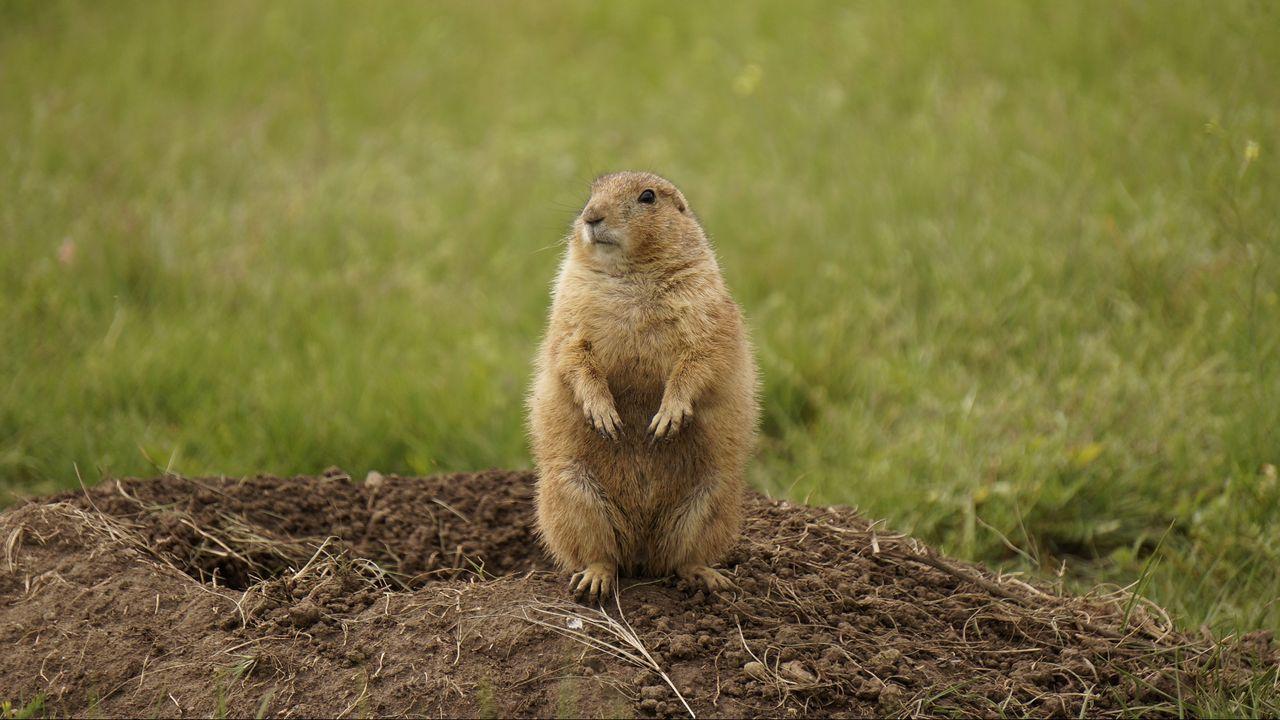Prairie Dog Wallpapers - Top Free Prairie Dog Backgrounds - WallpaperAccess