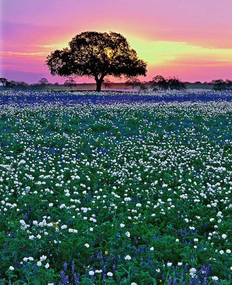 Prairie Sunset Wallpapers - Top Free Prairie Sunset Backgrounds ...
