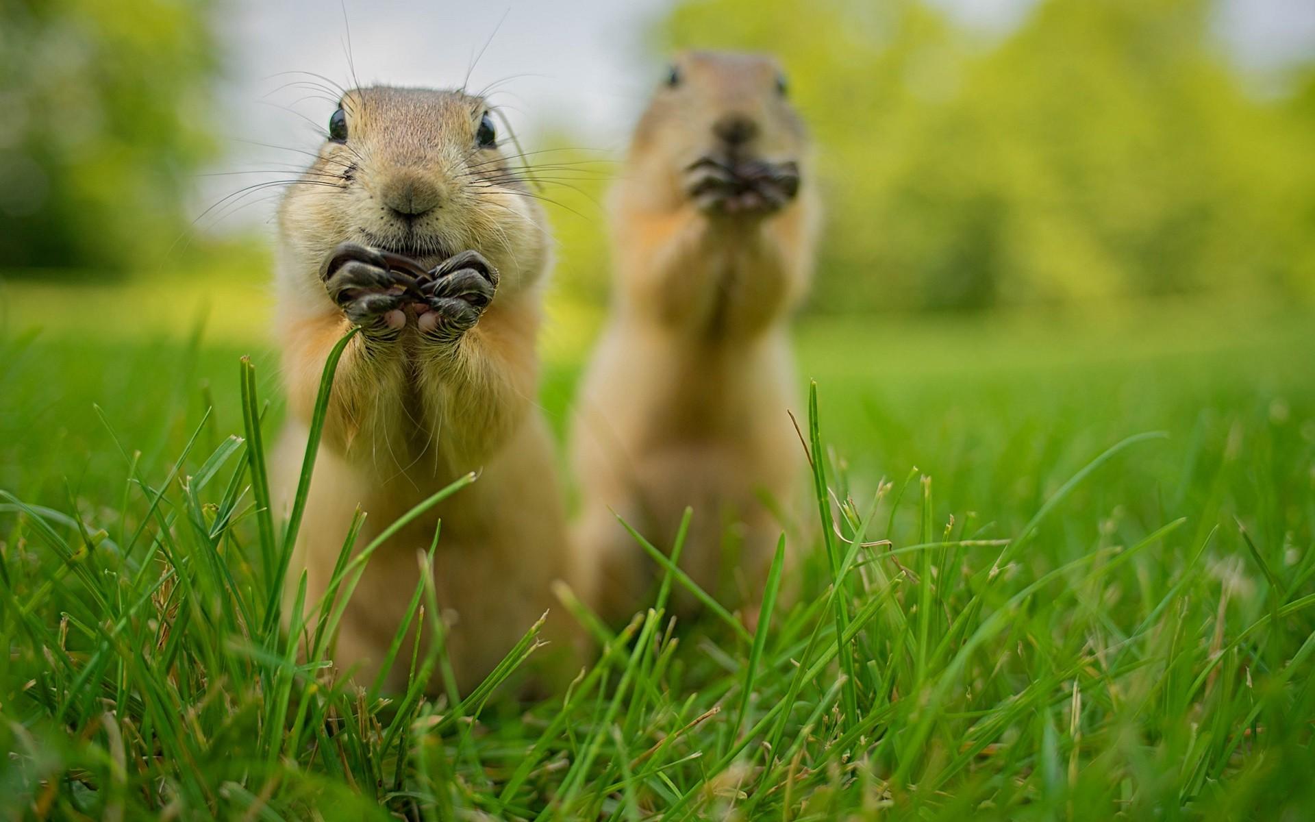Prairie Dog Wallpapers - Top Free Prairie Dog Backgrounds - WallpaperAccess