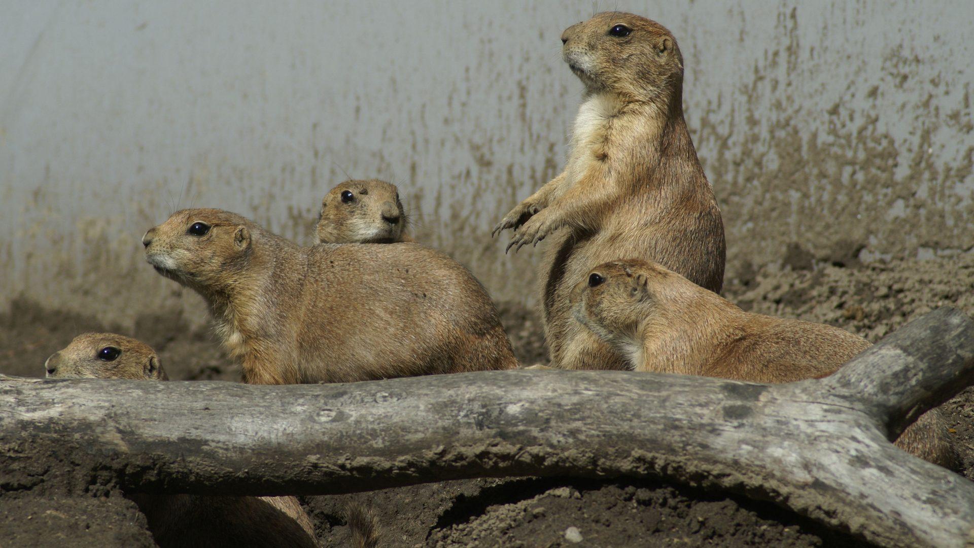 Prairie Dog Wallpapers - Top Free Prairie Dog Backgrounds - WallpaperAccess