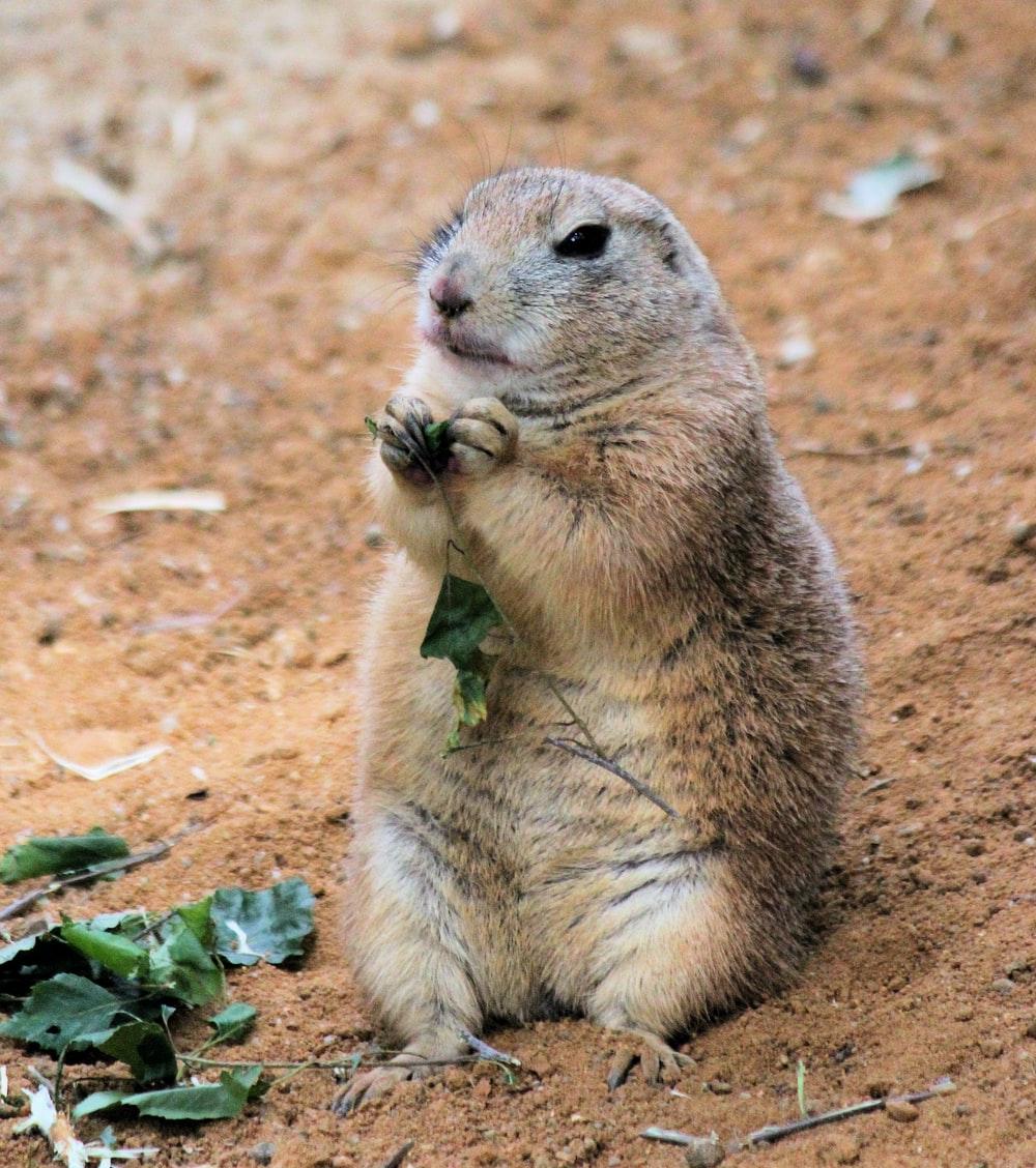 Prairie Dog Wallpapers - Top Free Prairie Dog Backgrounds - WallpaperAccess