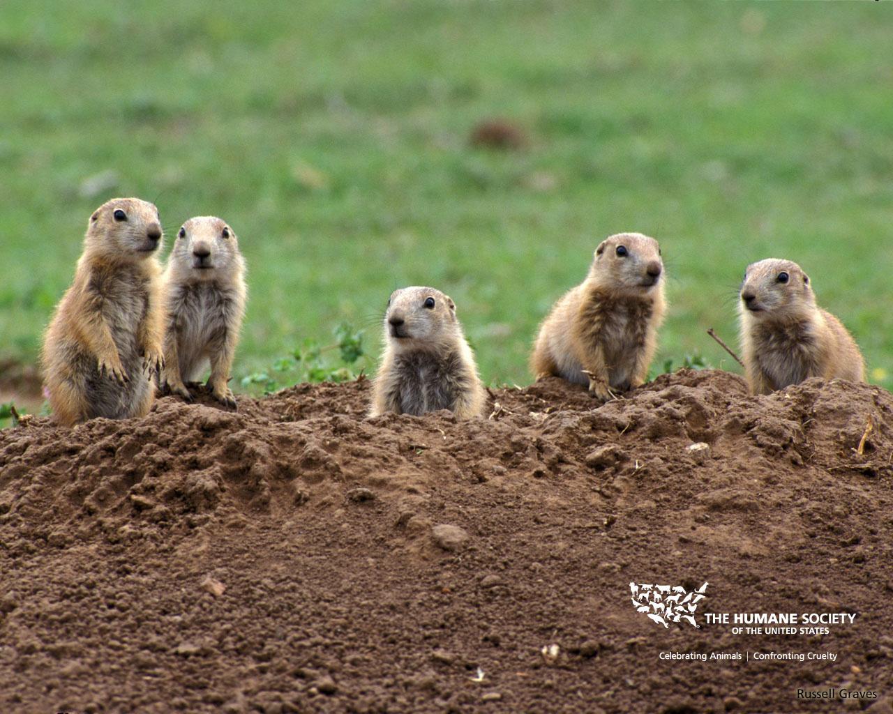 Prairie Dog Wallpapers - Top Free Prairie Dog Backgrounds - WallpaperAccess