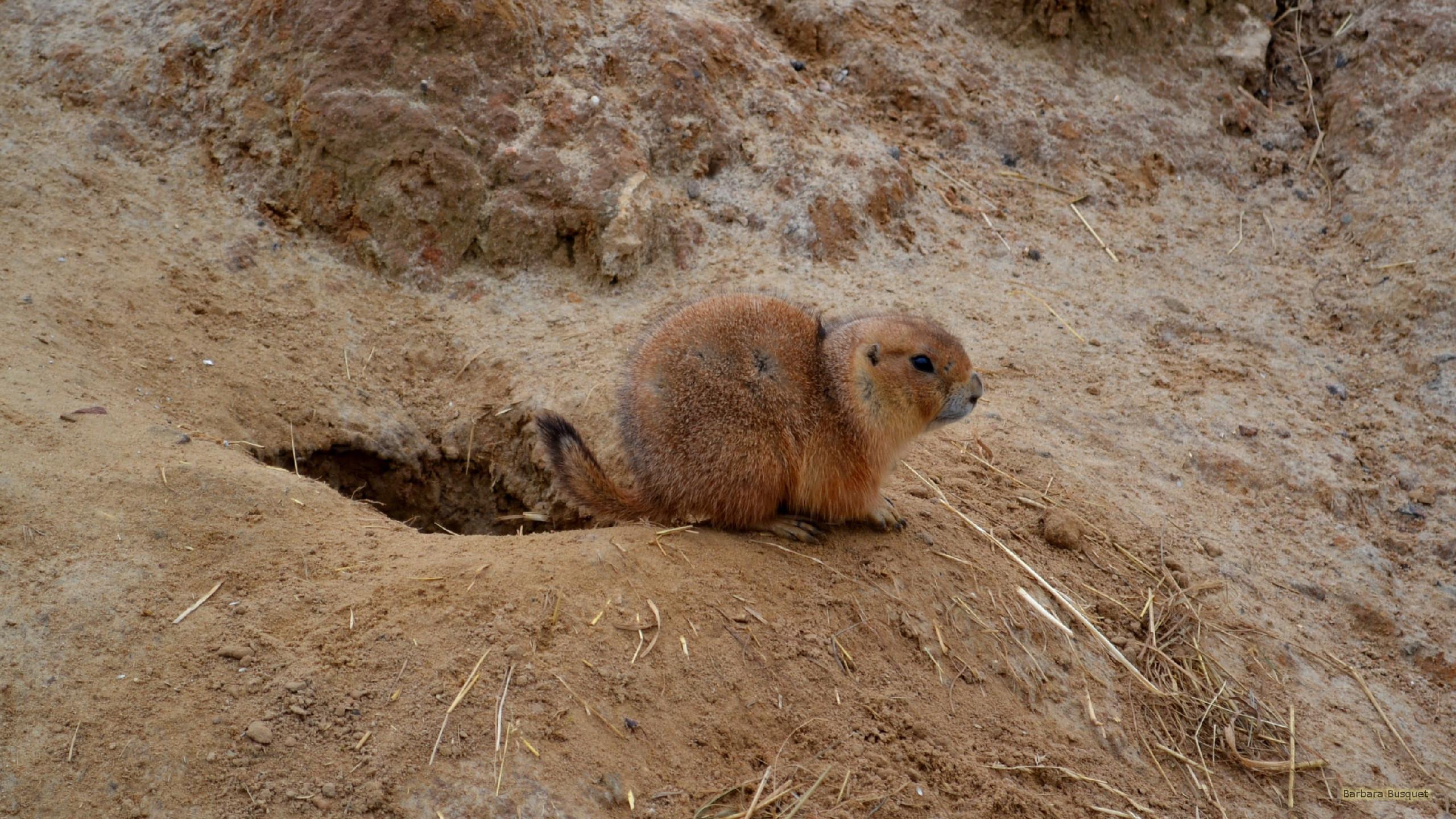 Prairie Dog Wallpapers - Top Free Prairie Dog Backgrounds - WallpaperAccess