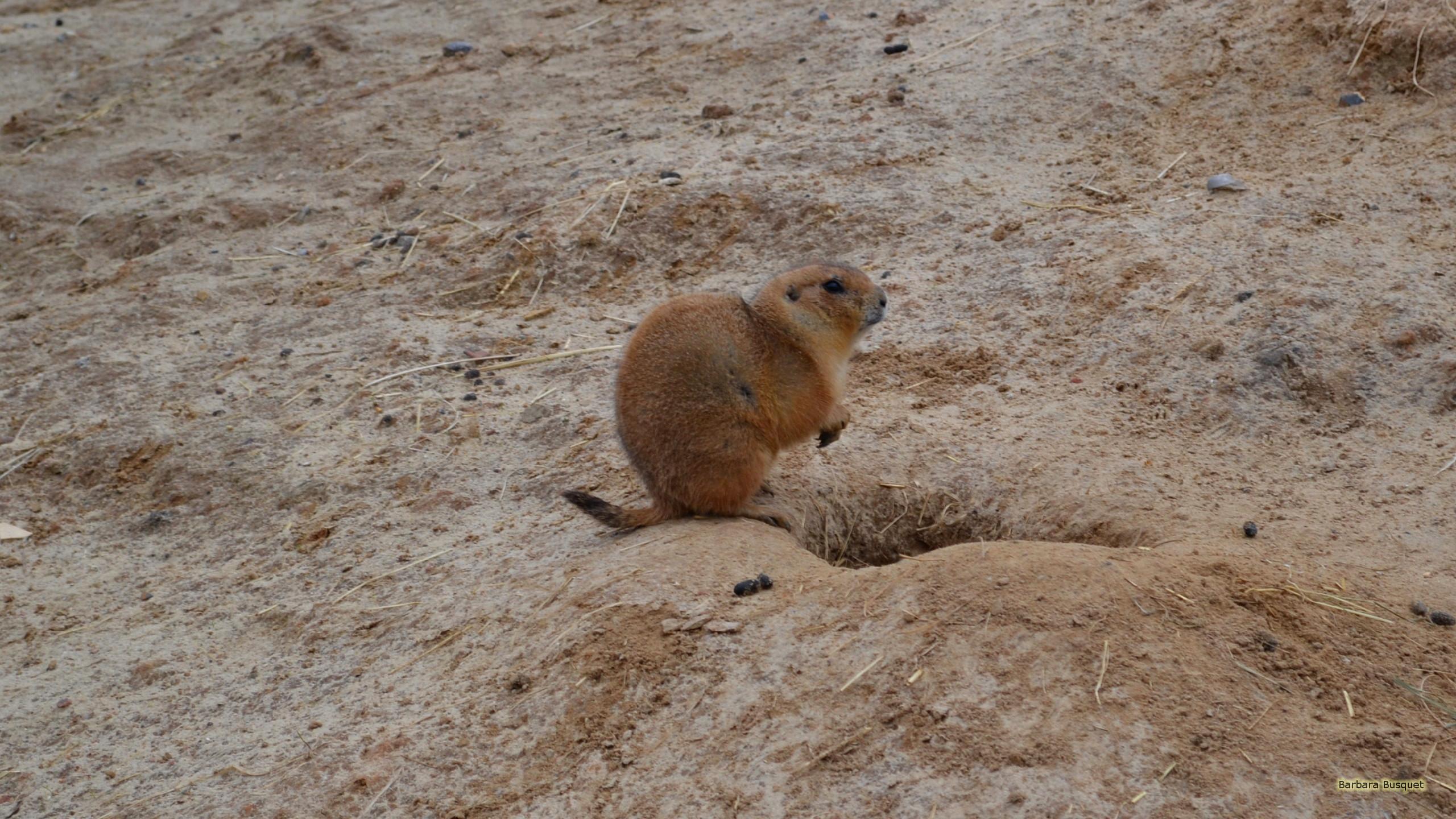 Prairie Dog Wallpapers - Top Free Prairie Dog Backgrounds - WallpaperAccess