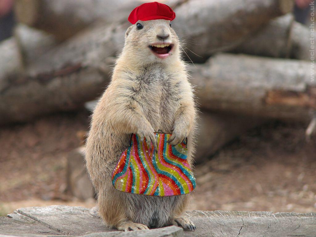 Prairie Dog Wallpapers - Top Free Prairie Dog Backgrounds - WallpaperAccess