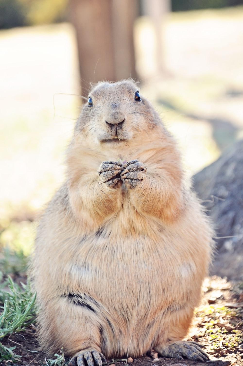 Prairie Dog Wallpapers - Top Free Prairie Dog Backgrounds - WallpaperAccess