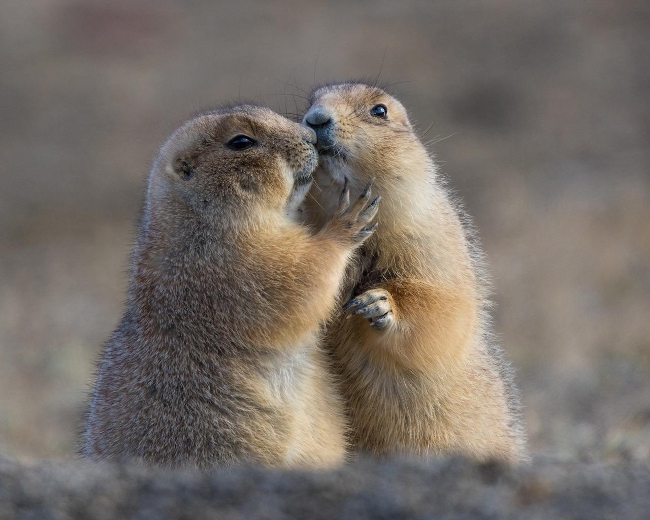 Prairie Dog Wallpapers - Top Free Prairie Dog Backgrounds - WallpaperAccess
