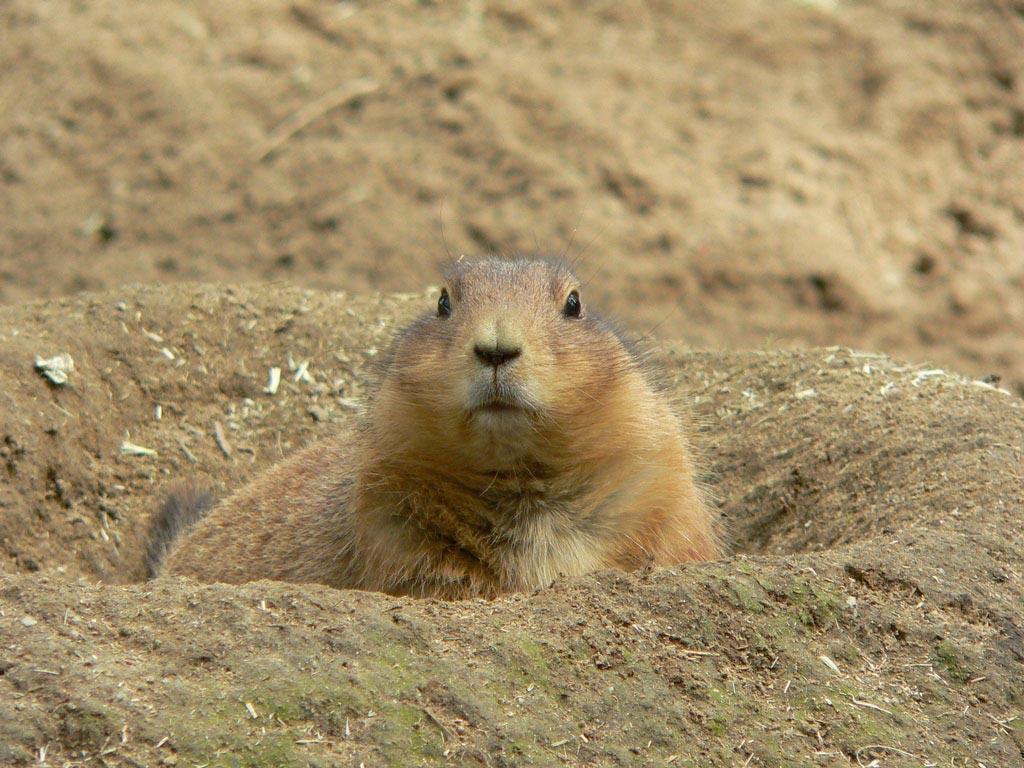Prairie Dog Wallpapers - Top Free Prairie Dog Backgrounds - WallpaperAccess
