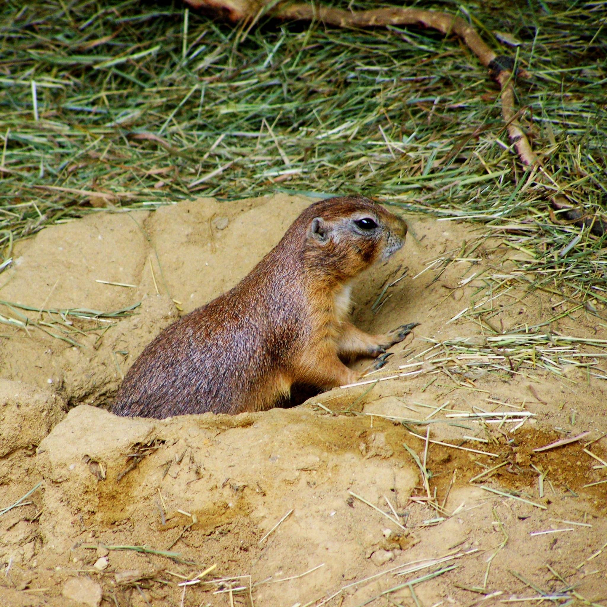Prairie Dog Wallpapers - Top Free Prairie Dog Backgrounds - WallpaperAccess