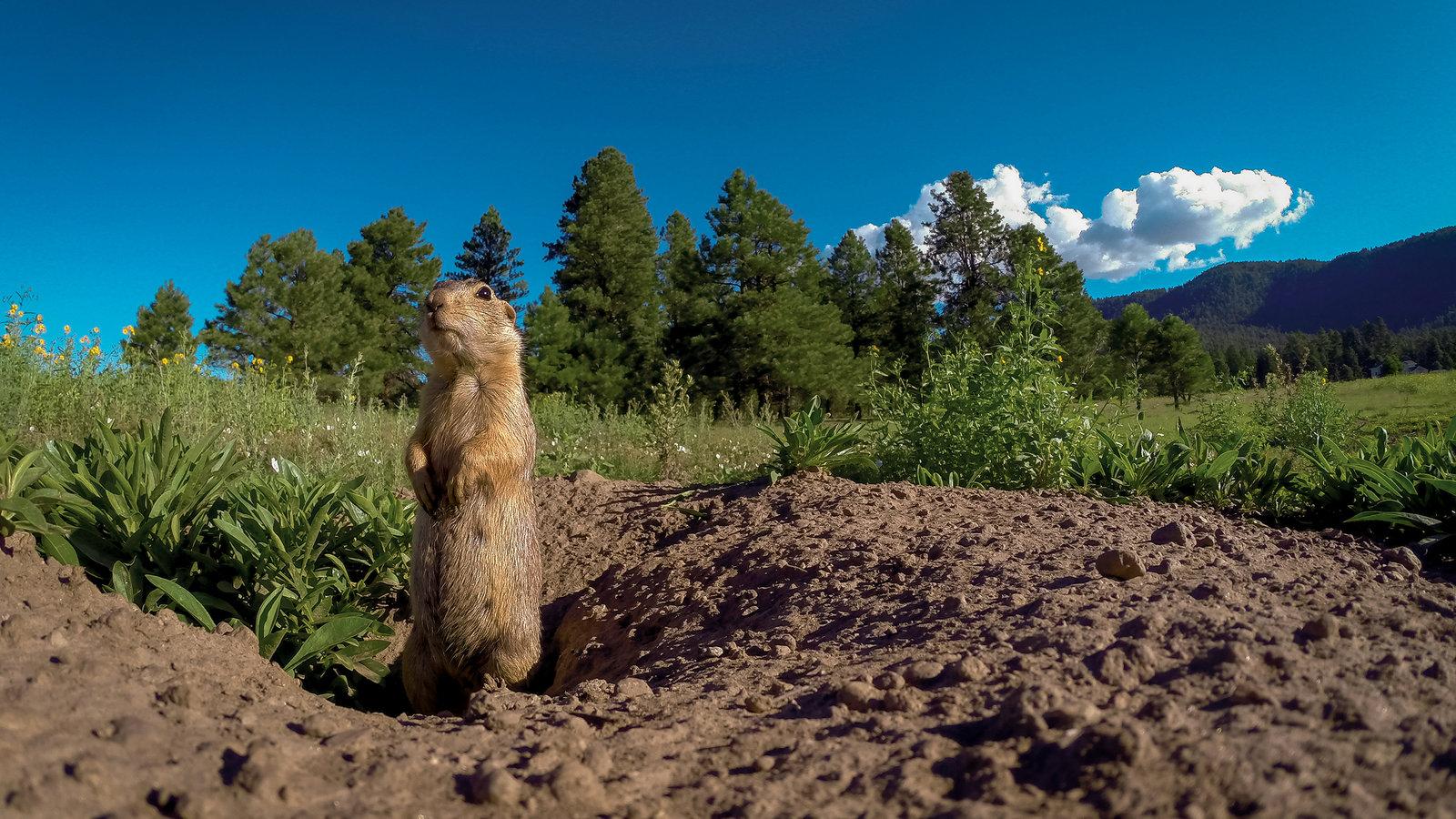 Prairie Dog Wallpapers - Top Free Prairie Dog Backgrounds - WallpaperAccess