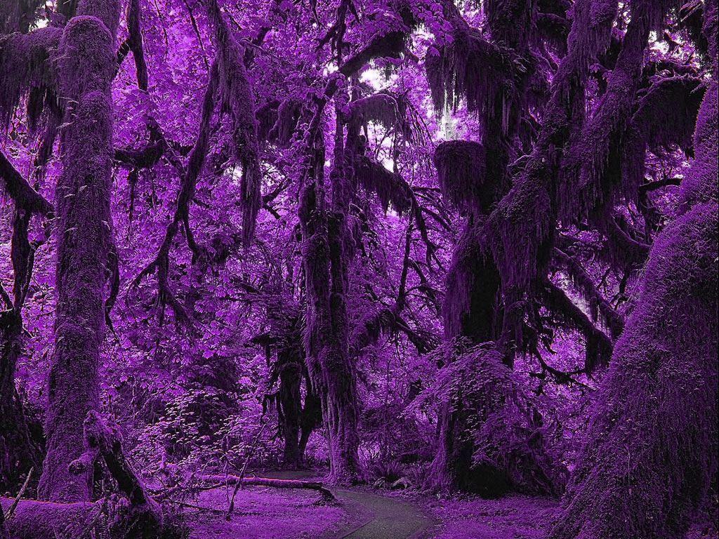 Dark Purple Forest Wallpapers - Top Free Dark Purple Forest Backgrounds ...