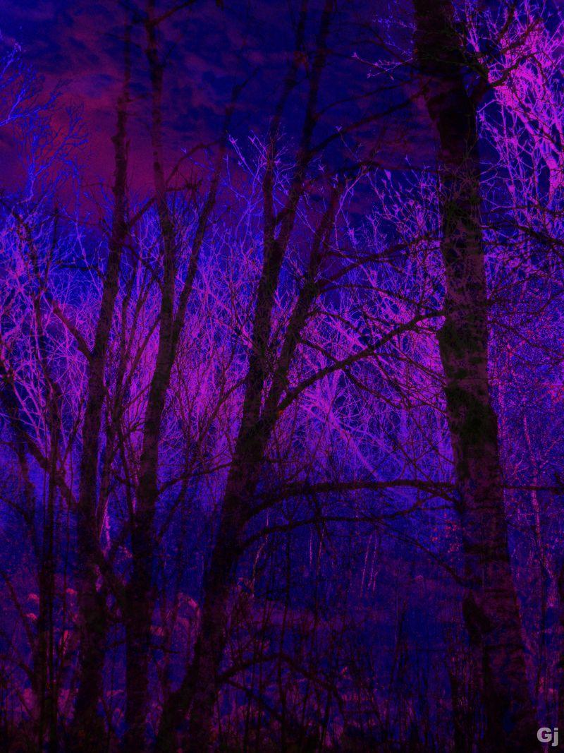Dark Purple Forest Wallpapers - Top Free Dark Purple Forest Backgrounds ...