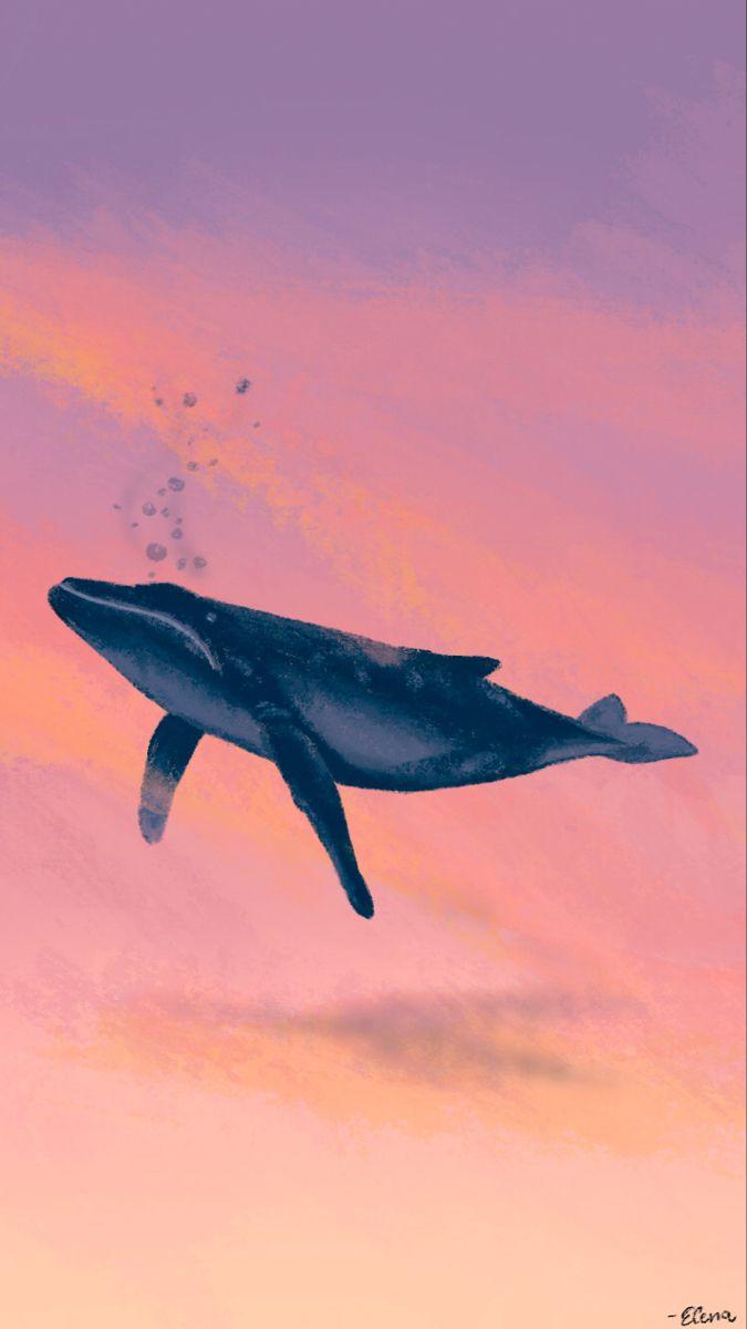 Pink Whale Wallpapers - Top Free Pink Whale Backgrounds - WallpaperAccess