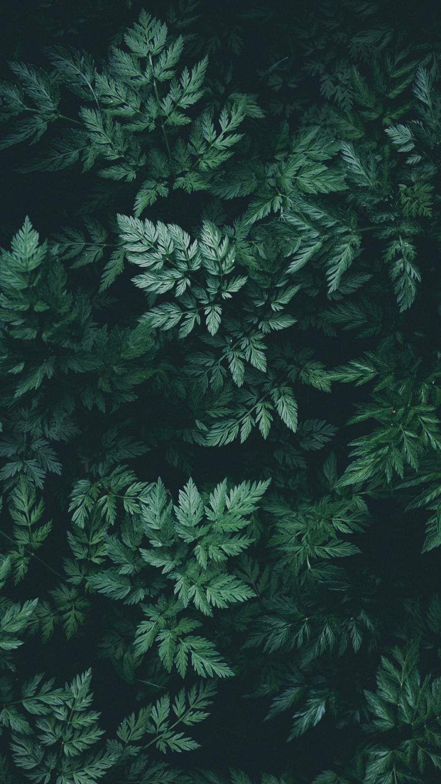 Nature Dark Green Wallpapers - Top Free Nature Dark Green Backgrounds ...