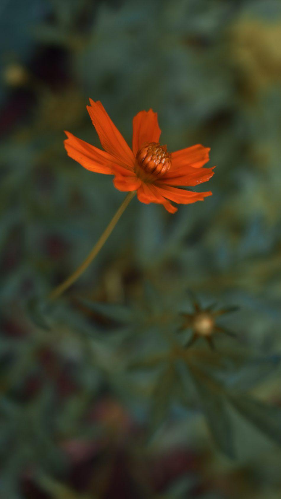 4K Ultra HD Portrait Wallpapers - Top Free 4K Ultra HD Portrait ...